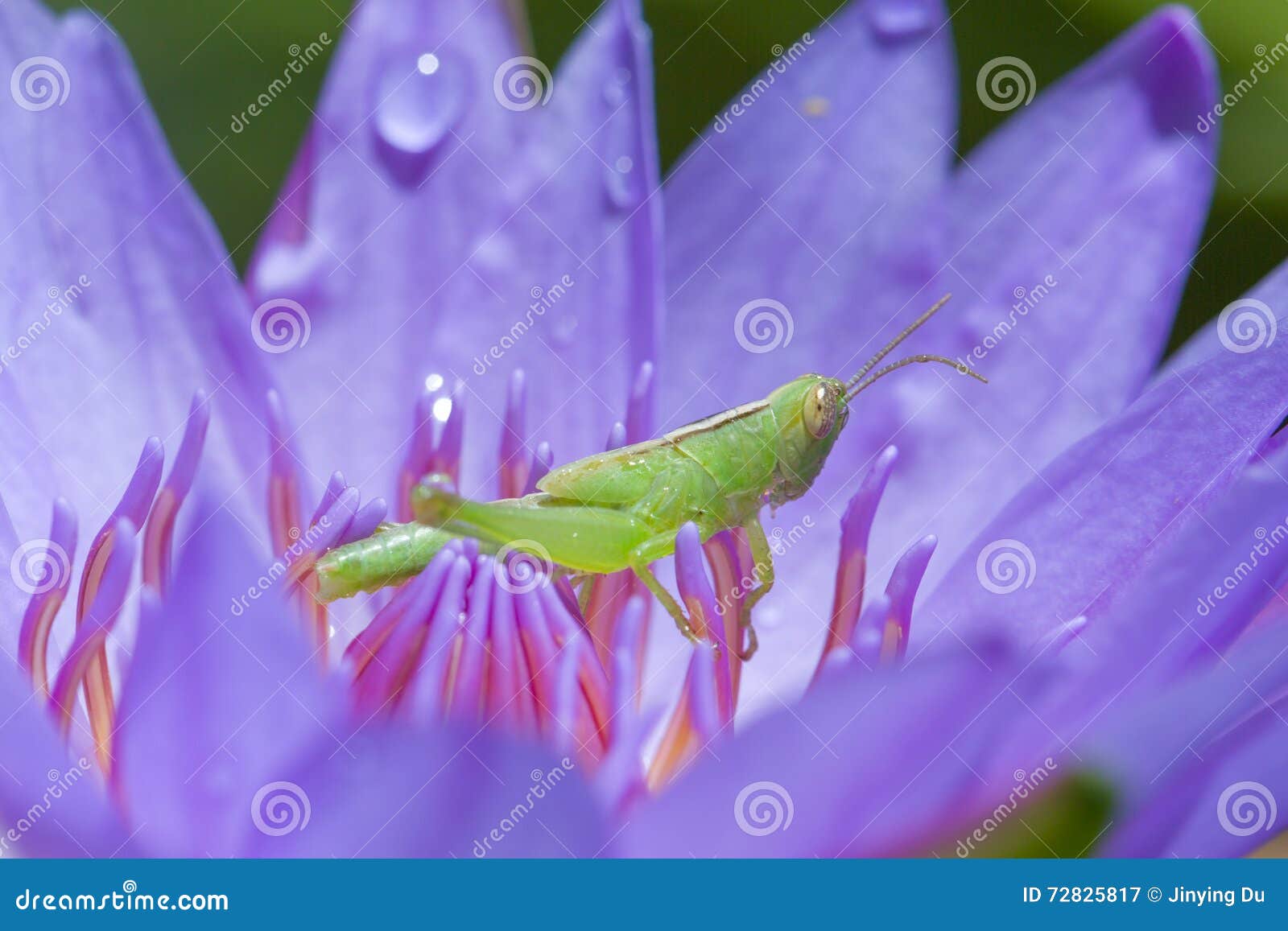 Mantis on lotus flower stock image. Image of animal, water - 72825817