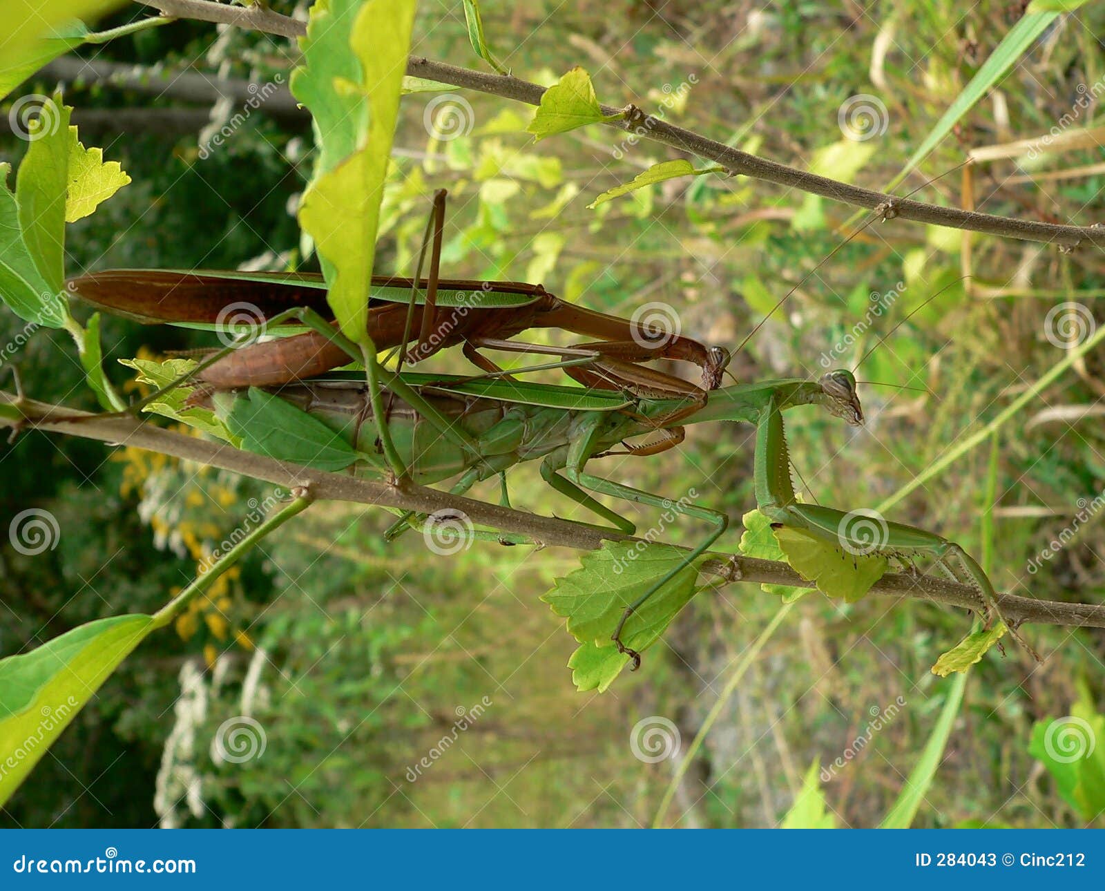 Mantis Love stock image. Image of sting, wildlife, reproduction - 284043