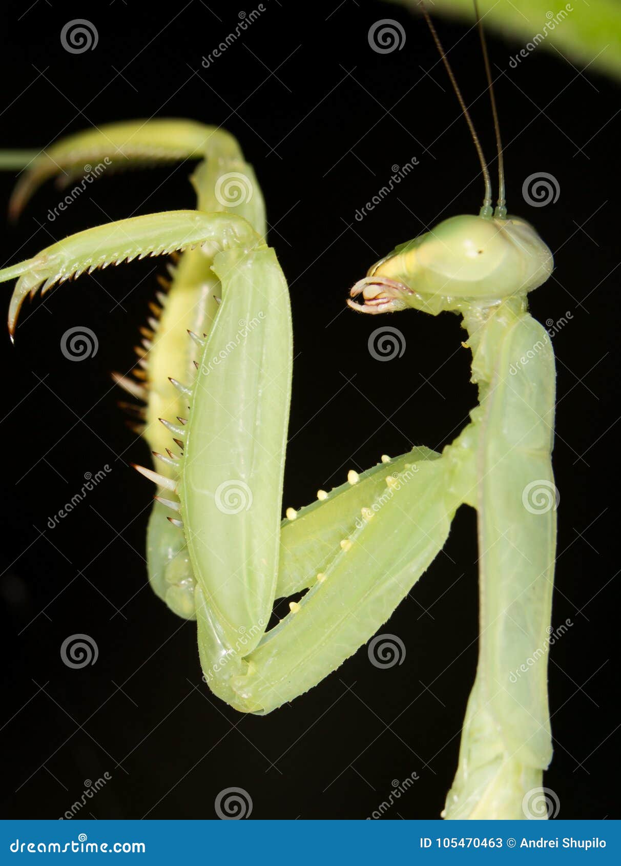 Mantis, macro stock image. Image of mandible, insect - 105470463