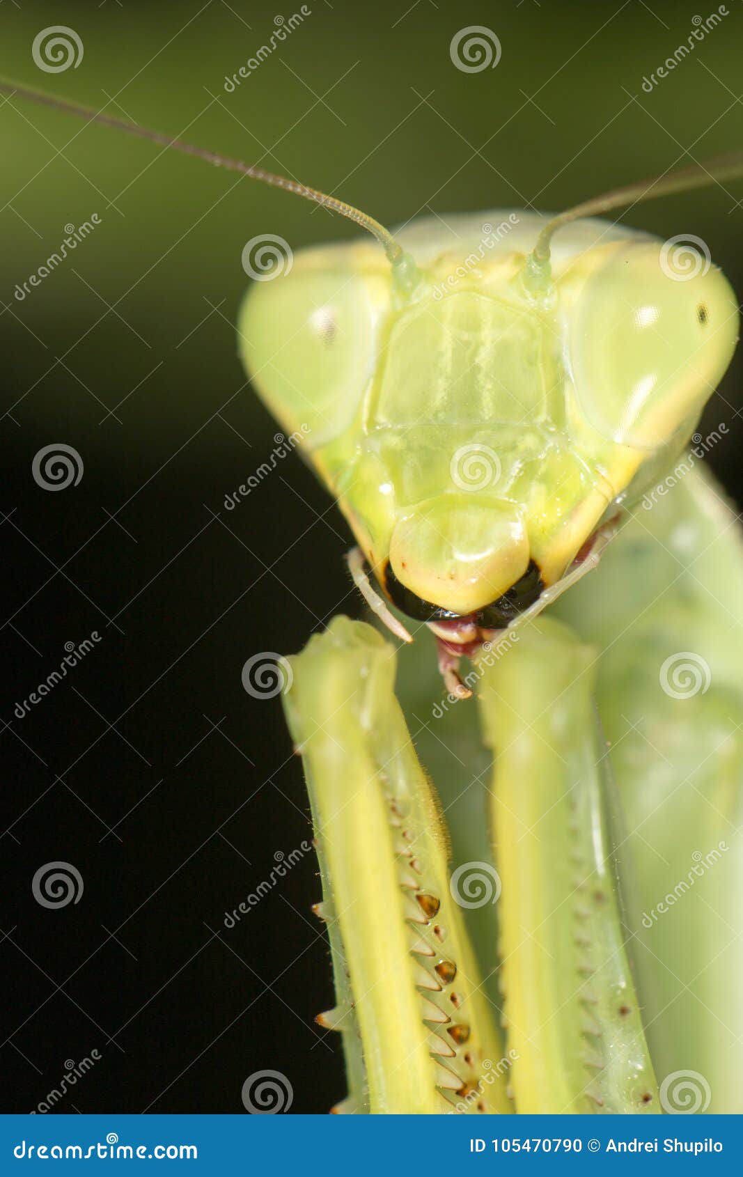 Mantis, macro stock photo. Image of manteidae, closeup - 105470790