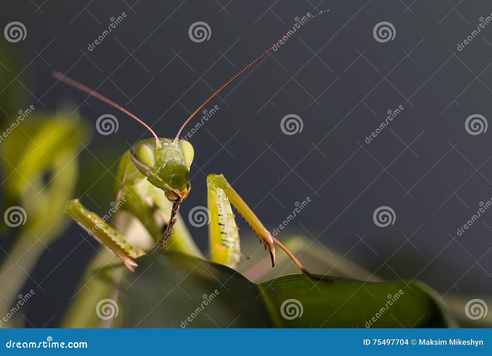 Mantis in macro stock photo. Image of life, antenna, mantis - 75497704