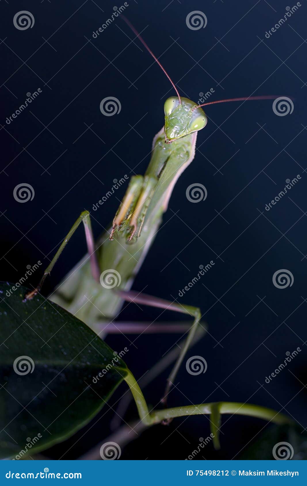 Mantis in macro stock photo. Image of animal, fauna, green - 75498212