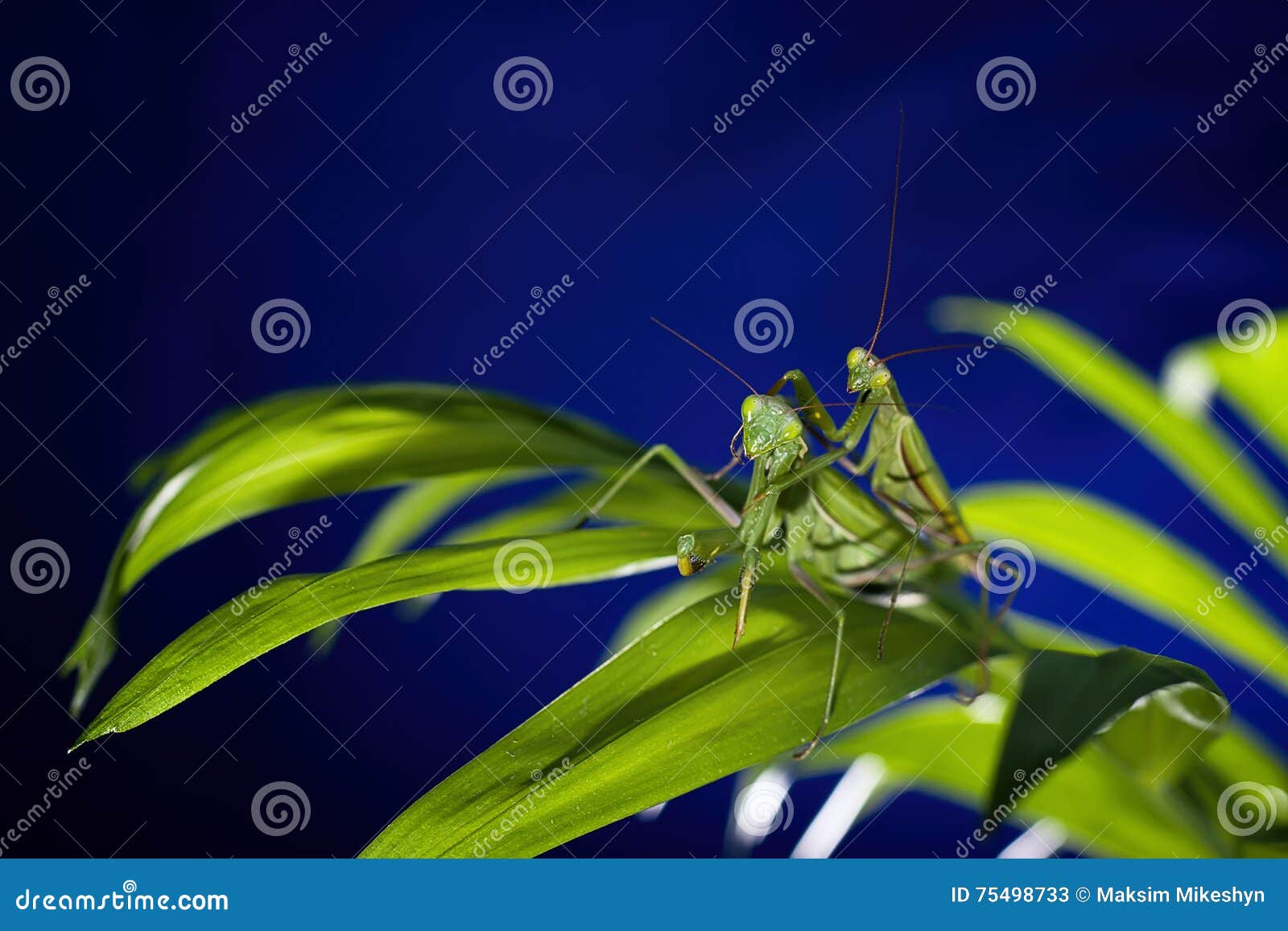 Mantis in macro stock image. Image of zoology, wildlife - 75498733