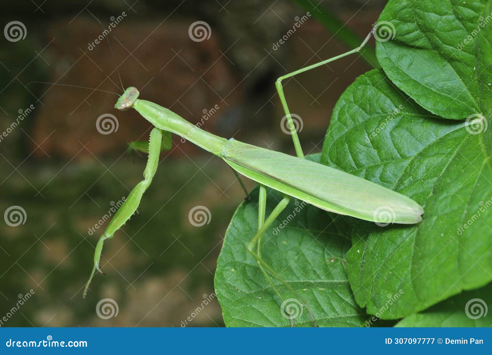 Mantis stock image. Image of forest, hunting, ogre, anger - 307097777