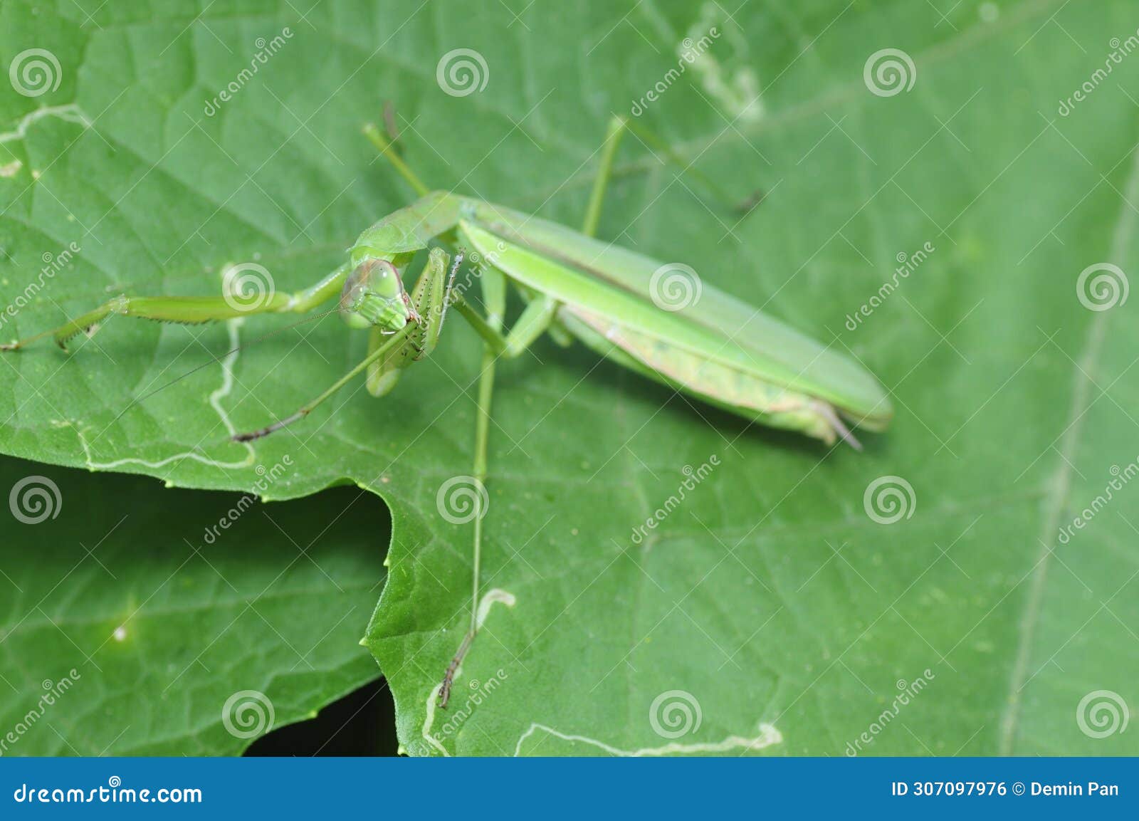 Mantis stock photo. Image of aggression, plant, green - 307097976