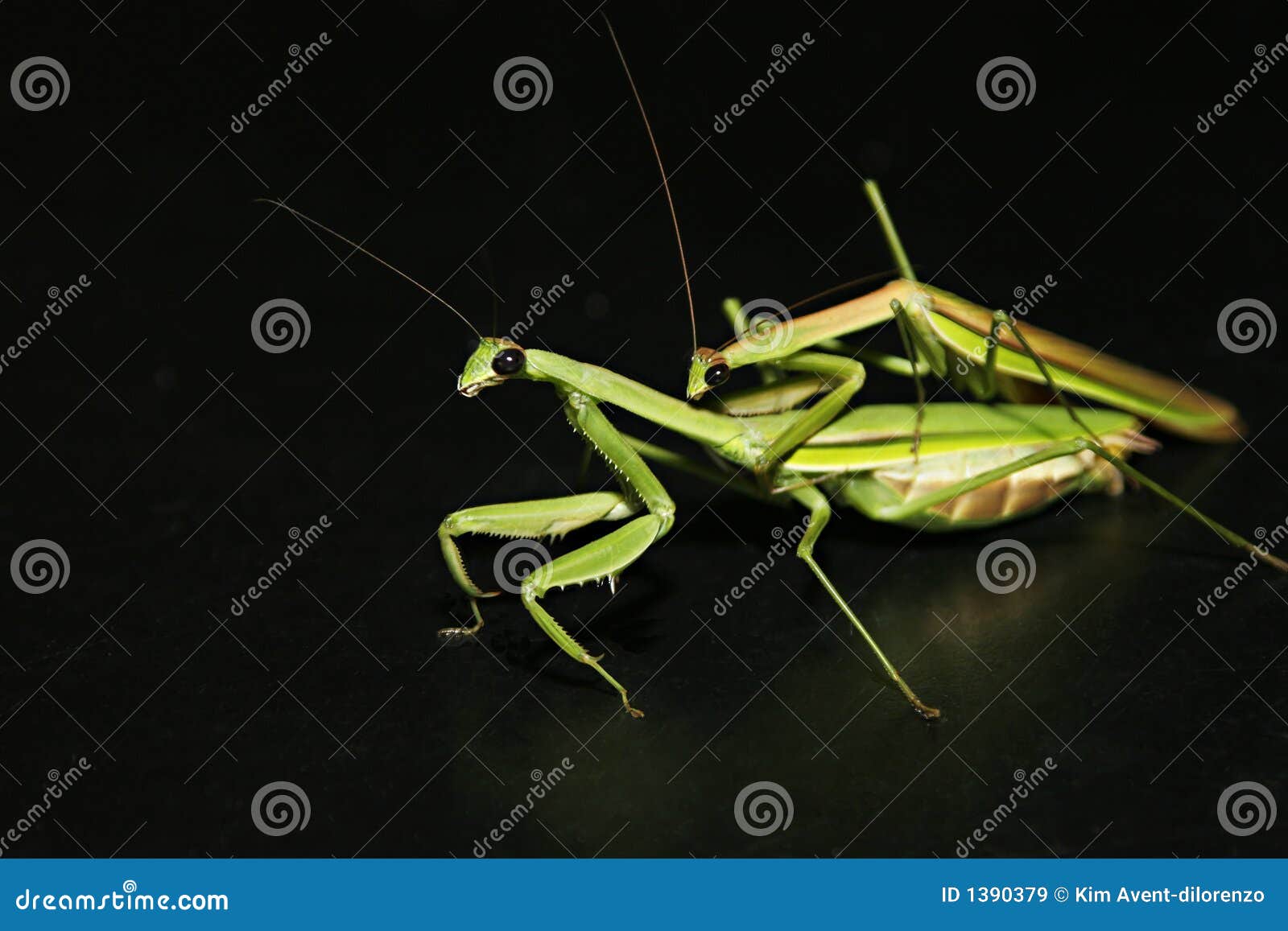 Mantis Mating stock image. Image of mating, life, mantis - 1390379