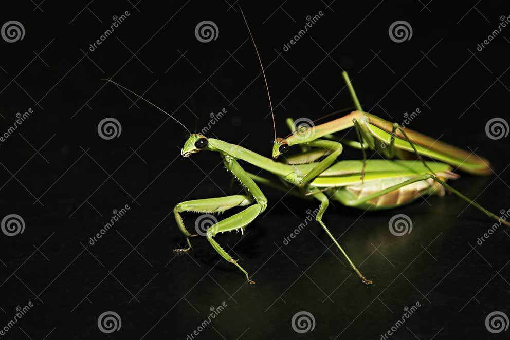 Mantis Mating stock image. Image of mating, life, mantis - 1390379