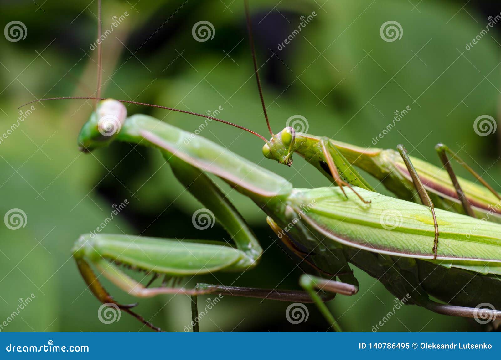 Mantis Mating. the European Mantis Mantis Religiosa Stock Image - Image ...