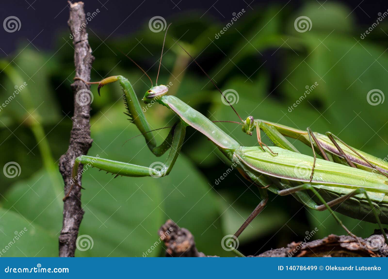 Mantis Mating. the European Mantis Mantis Religiosa Stock Image - Image ...
