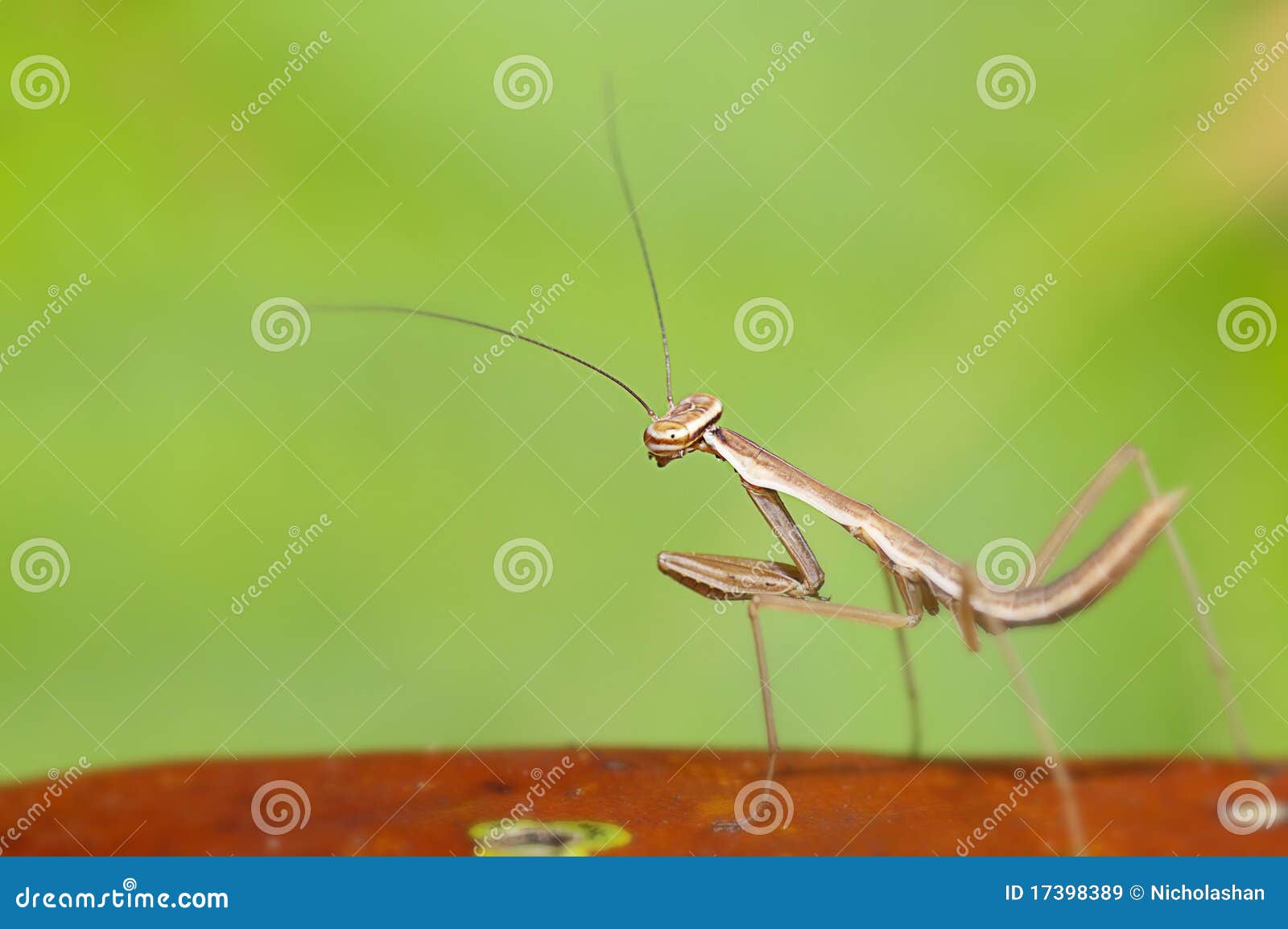 Mantis Mix with Green Color Stock Image - Image of natural, mantis ...