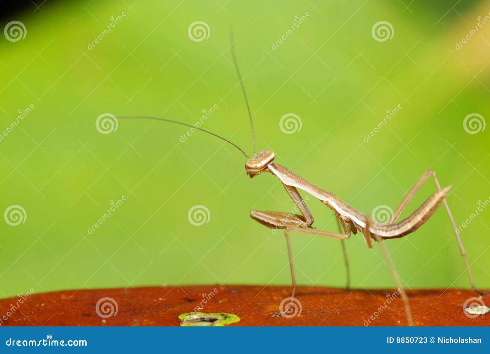 Mantis Mix with Green Color Stock Image - Image of beautiful, light ...