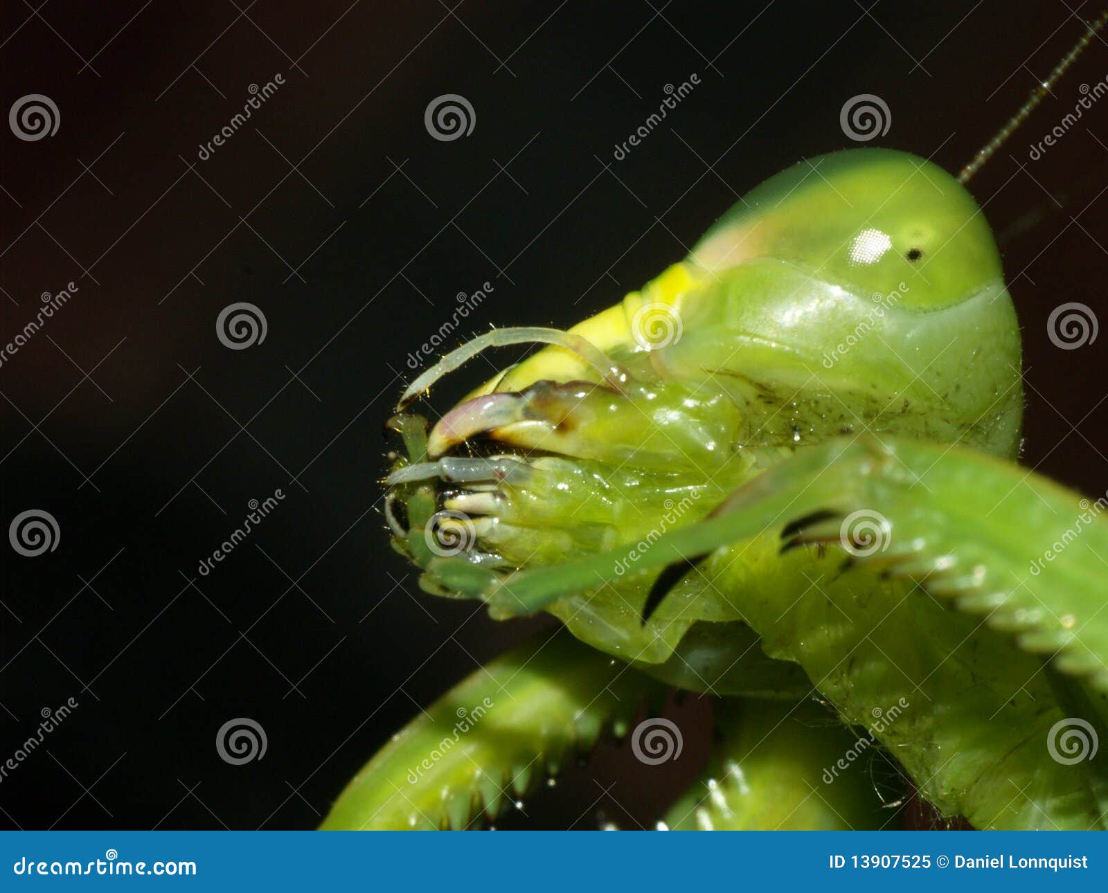 Mantis Mouth Cleaning Foot. Stock Image - Image of foot, head: 13907525