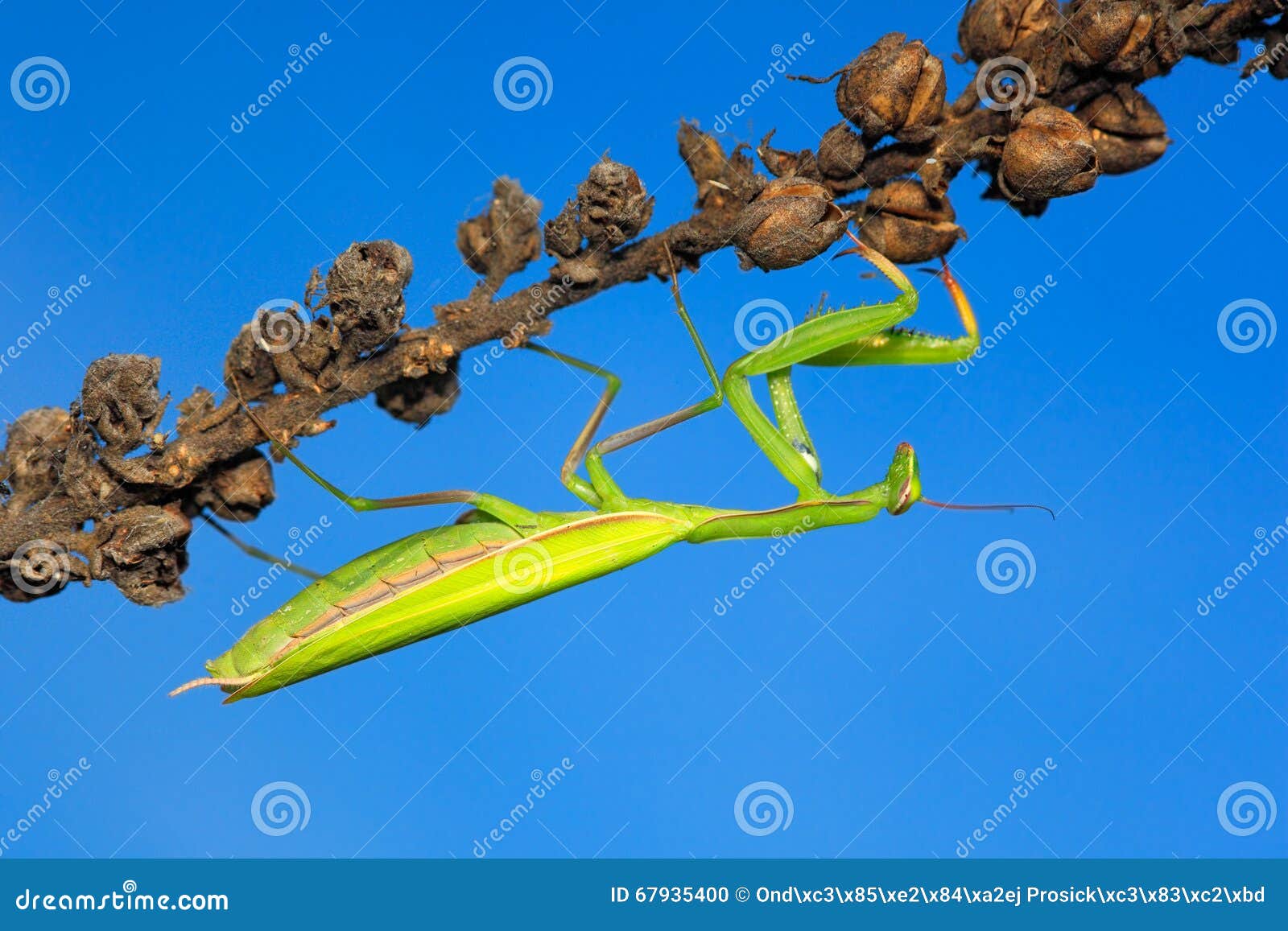 Mantis in the Nature Habitat Wit Dark Blue Sky Stock Photo - Image of ...