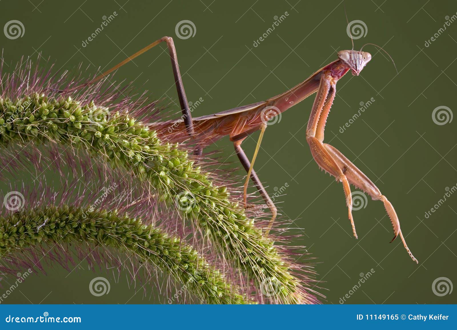 Mantis no foxtail imagem de stock. Imagem de erro, macro - 11149165