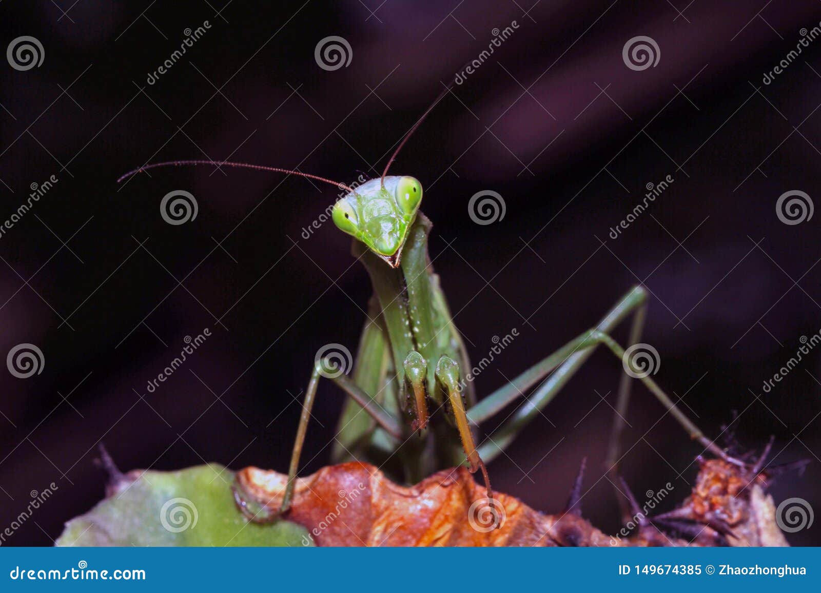 Black background mantis stock image. Image of gesture - 149674385