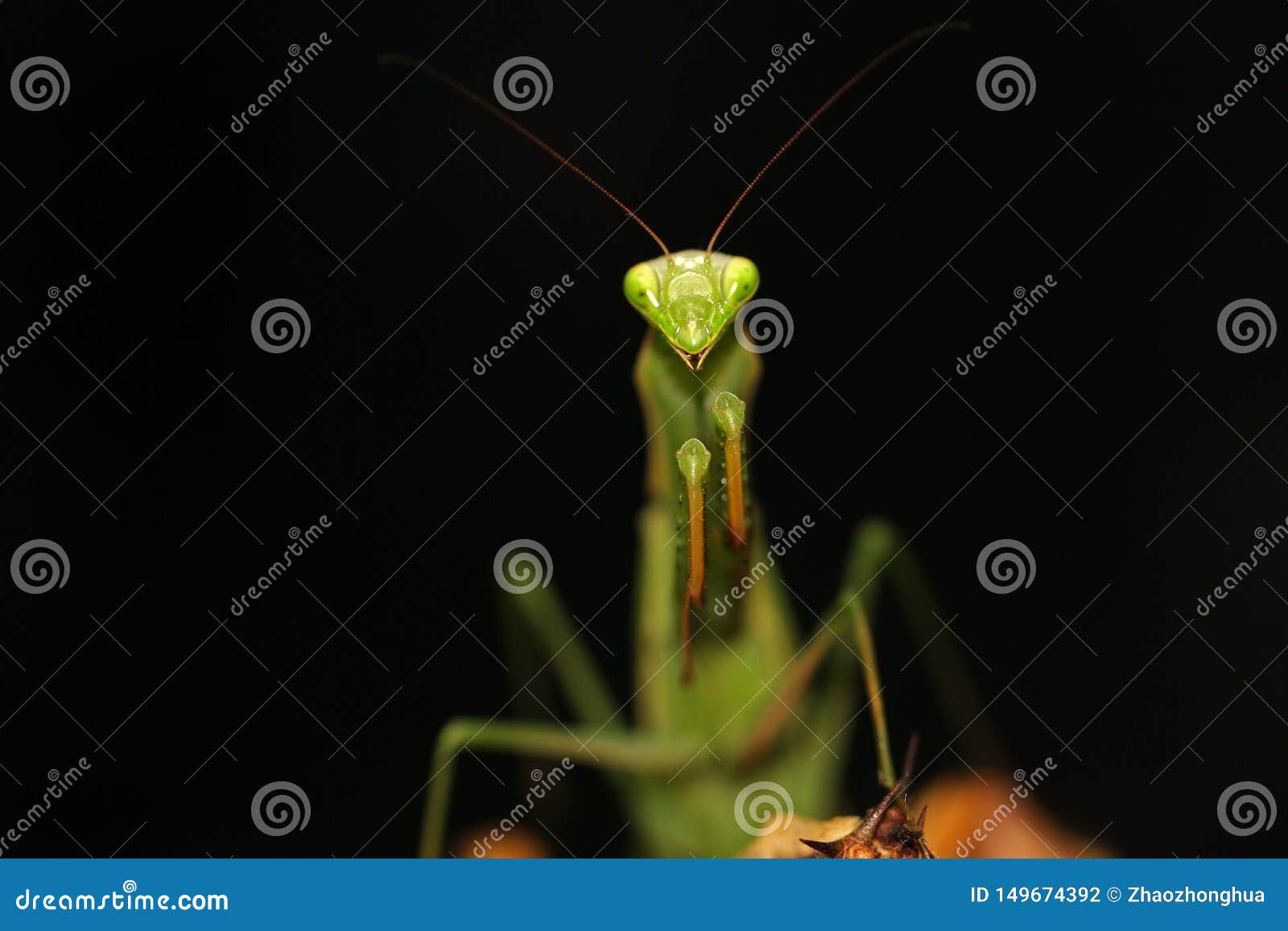 Stare at You Praying Mantis Stock Photo - Image of carnivorous, staring ...