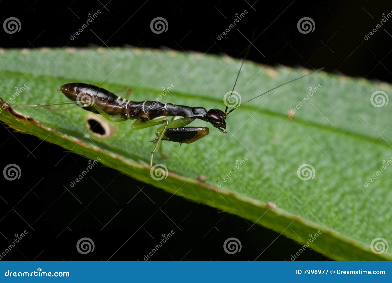 Mantis nymph stock image. Image of claw, leaf, dark, predator - 7998977