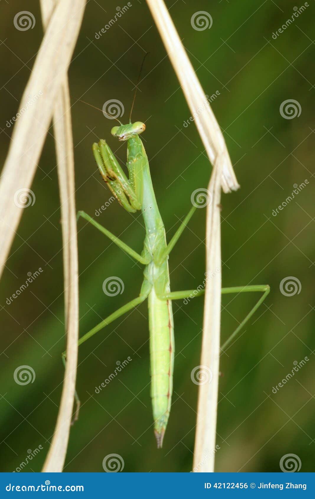 Mantis nymph stock photo. Image of tenodera, closeup - 42122456