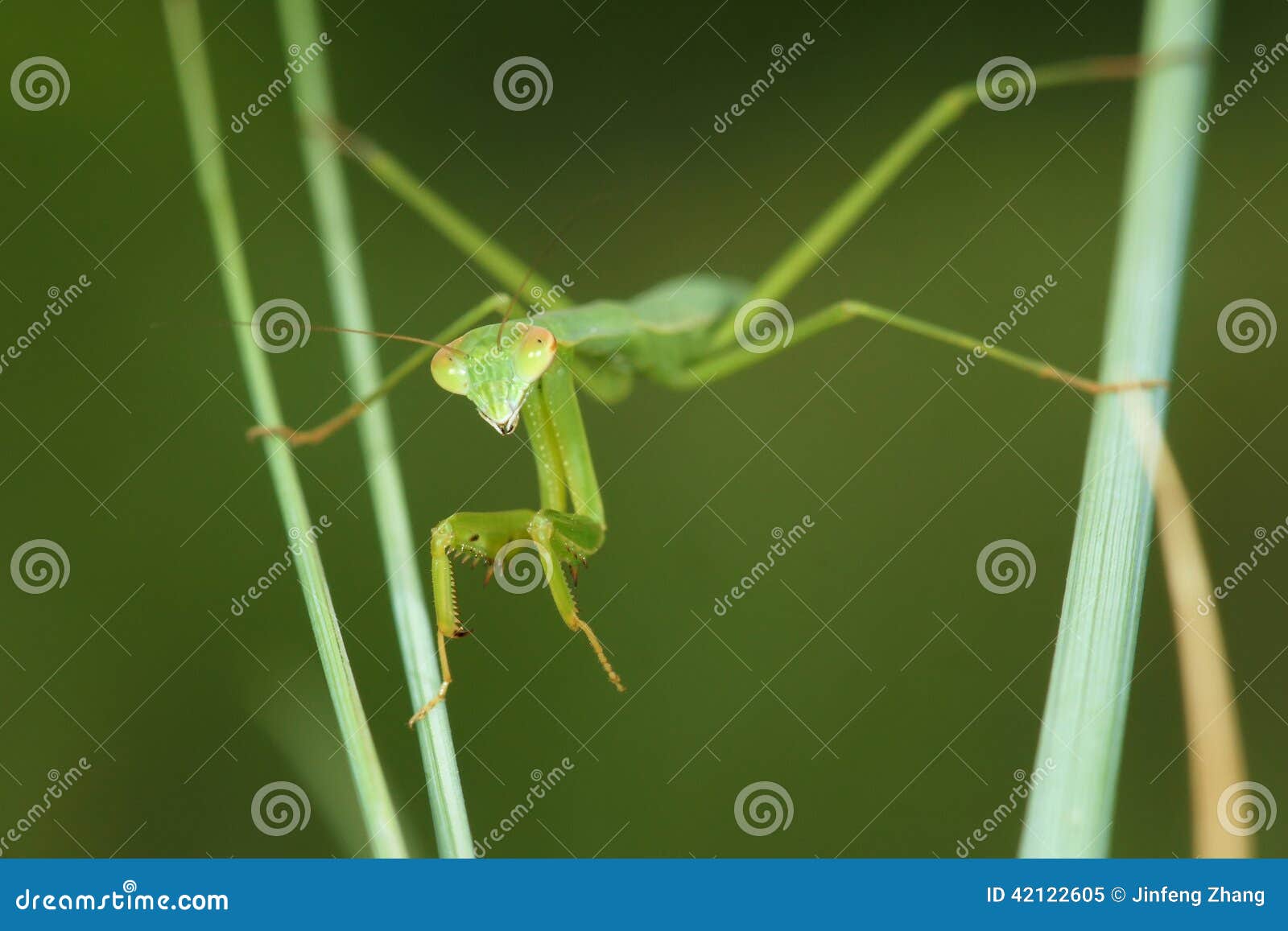 Mantis nymph stock image. Image of macro, nymphae, close - 42122605