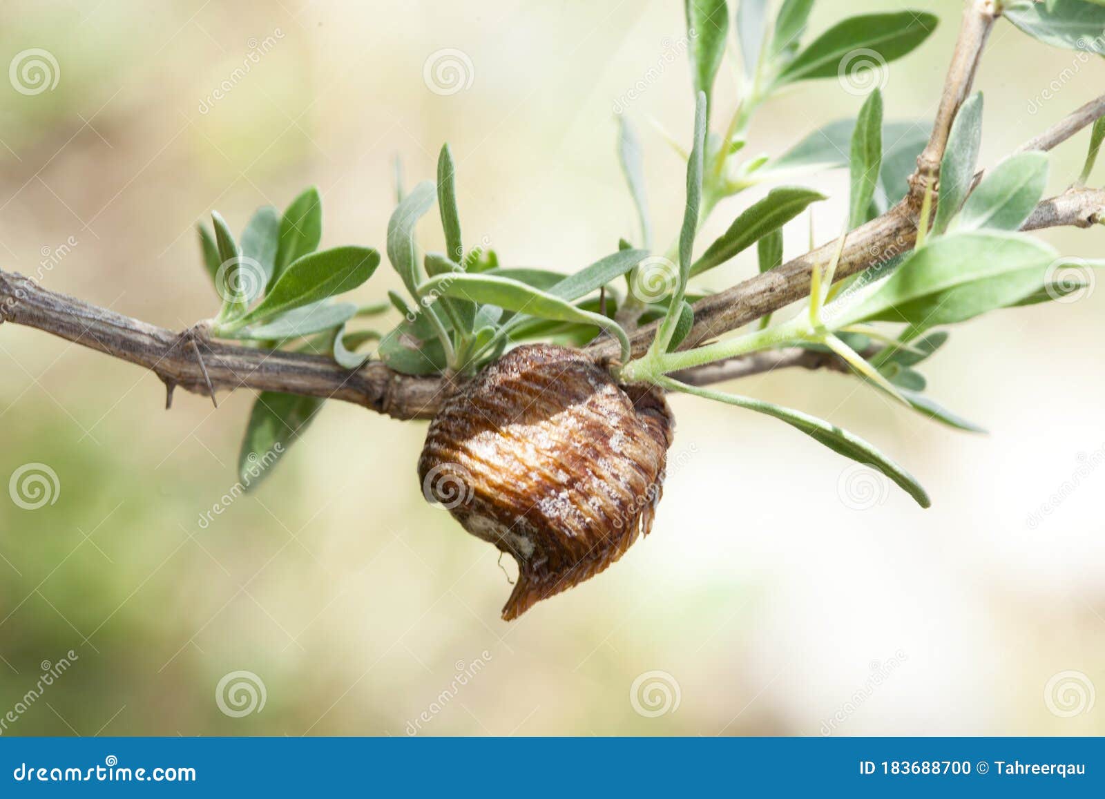 Mantis ootheca on a branch stock photo. Image of food - 183688700