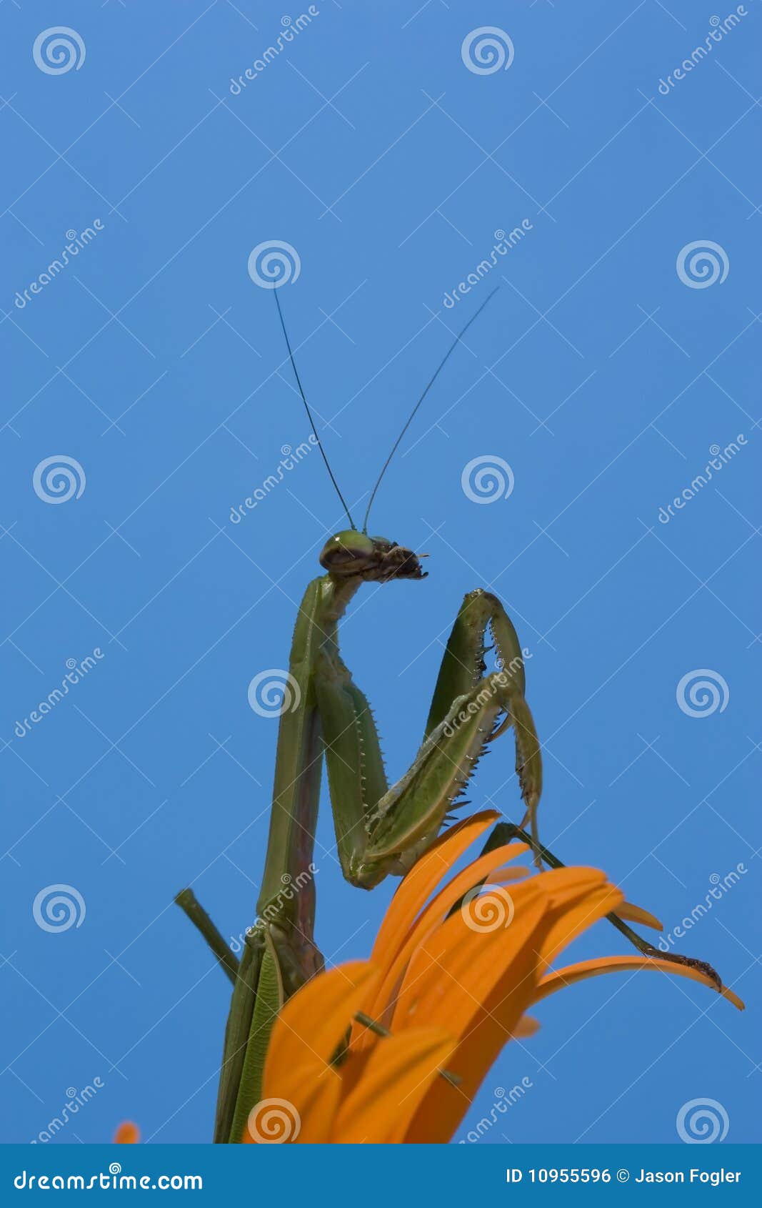 Mantis on Orange Daisy stock photo. Image of gerber, praying - 10955596