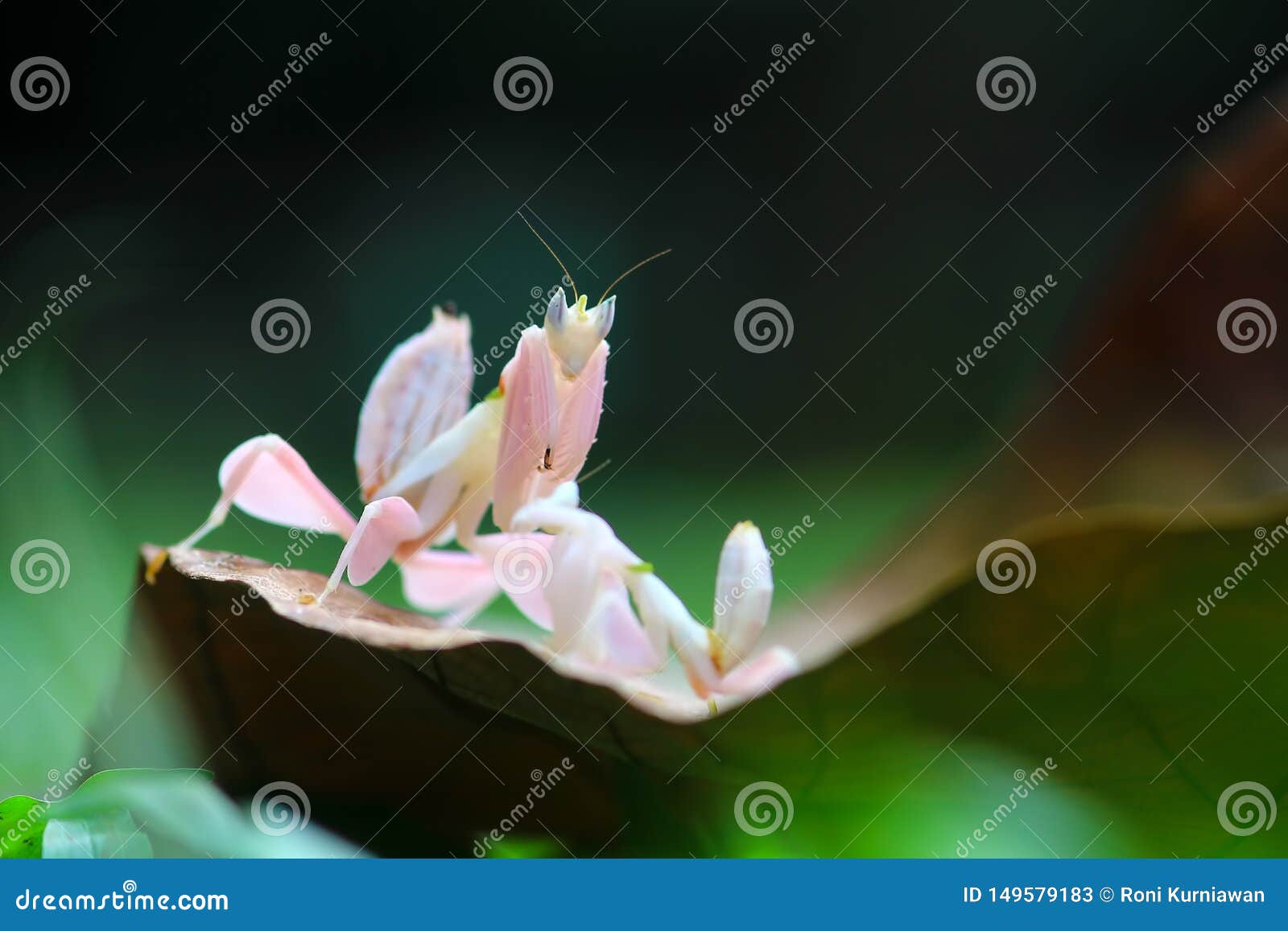 Mantis, Mantis Orchid Behind Weeds Stock Image - Image of lizard ...