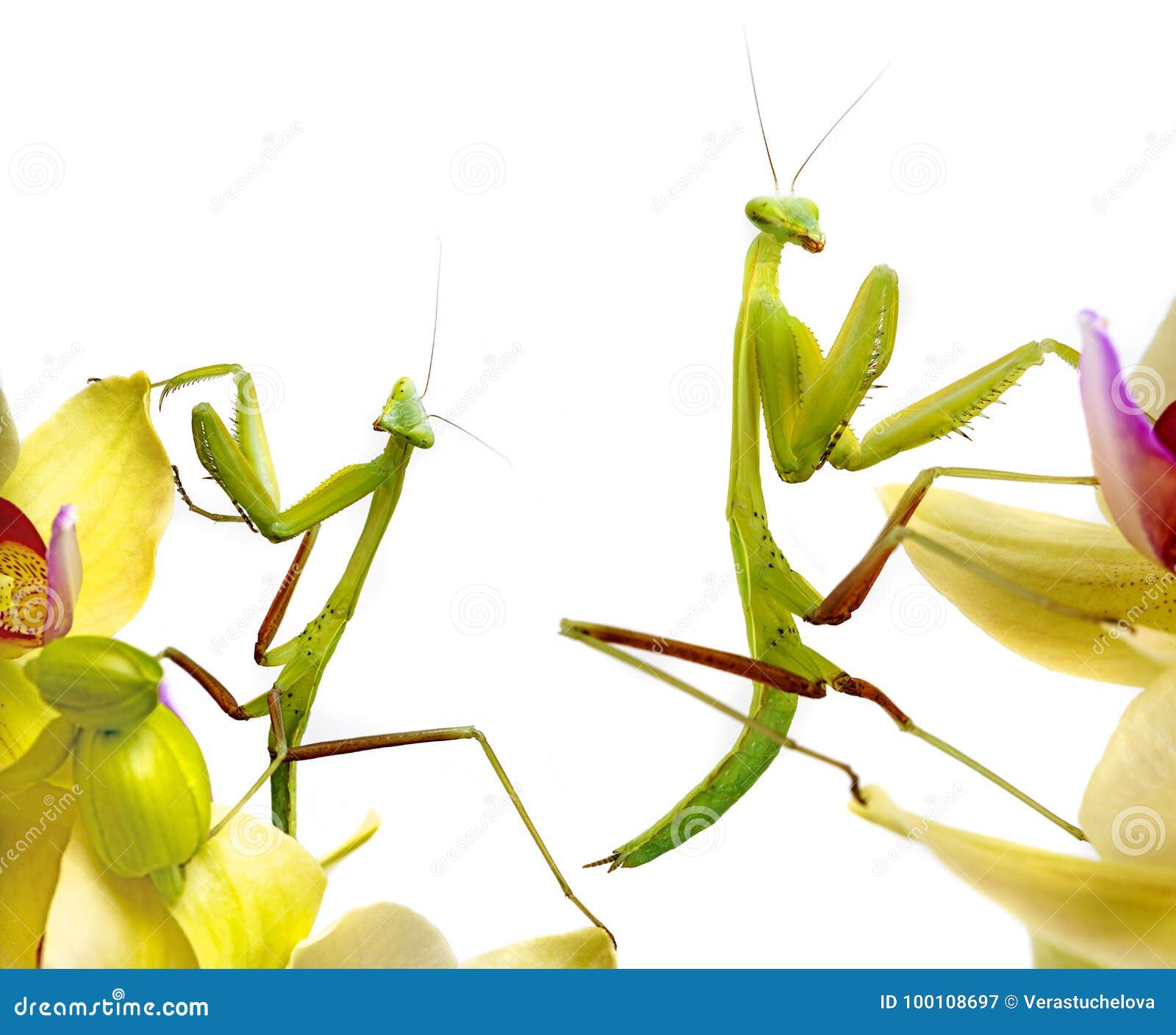 Mantis on an orchid stock image. Image of macro, young - 100108697