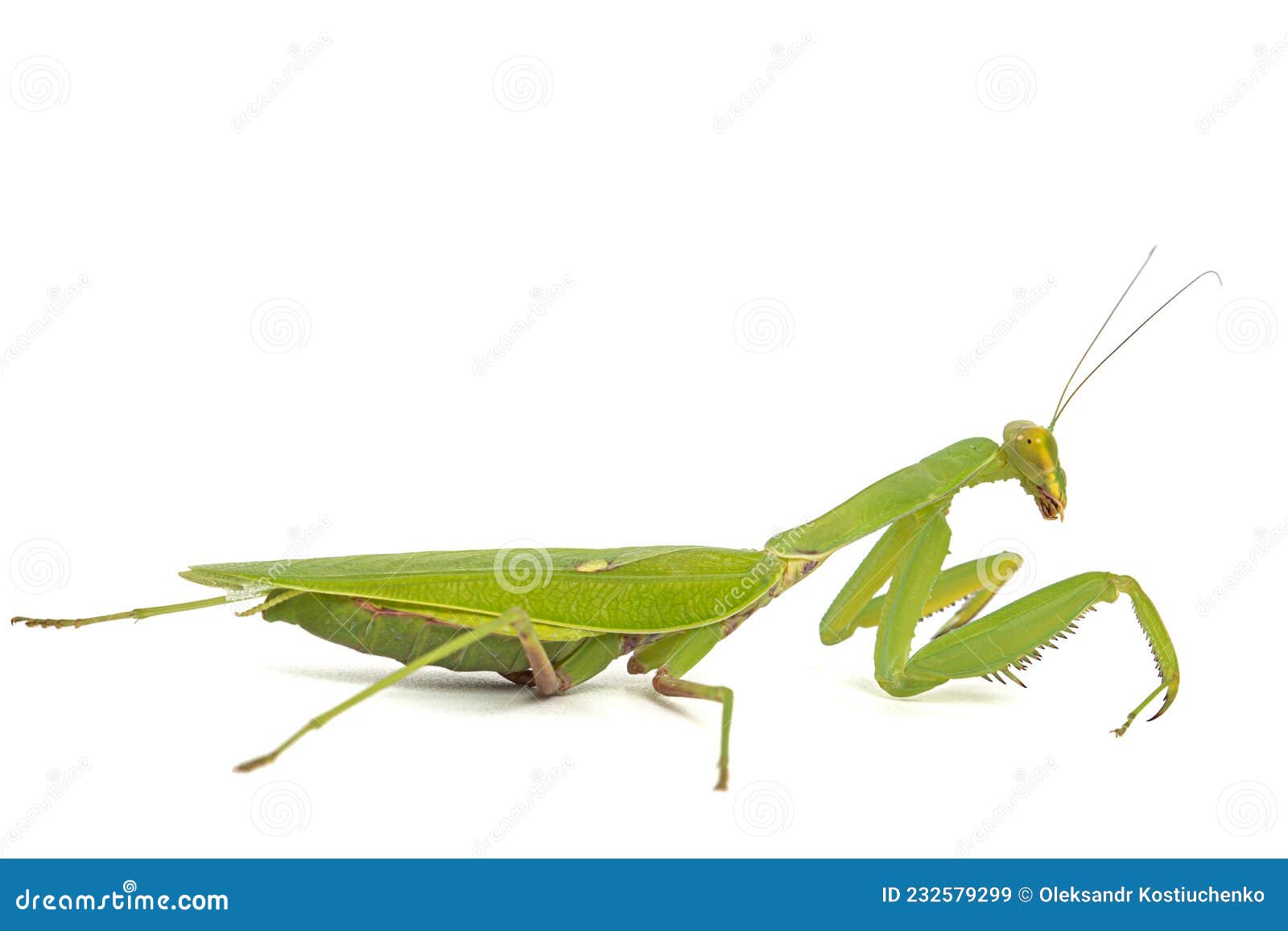Mantis Ordinary or Mantis Religious, Isolated on White Background Stock ...