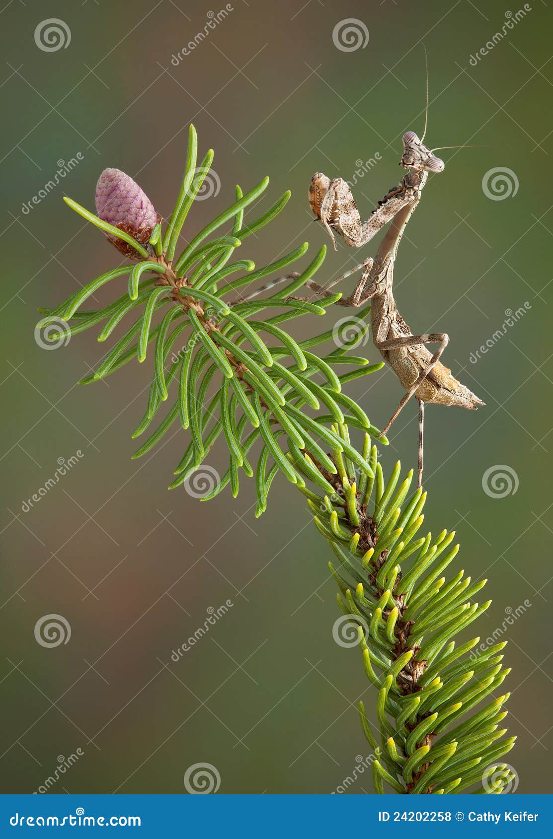 Mantis on pine stock photo. Image of wildlife, budwing - 24202258