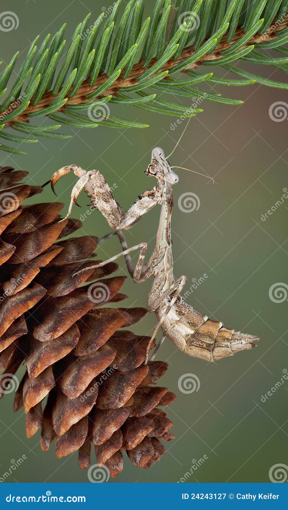 Mantis on Pine Cone stock image. Image of wildlife, nature - 24243127