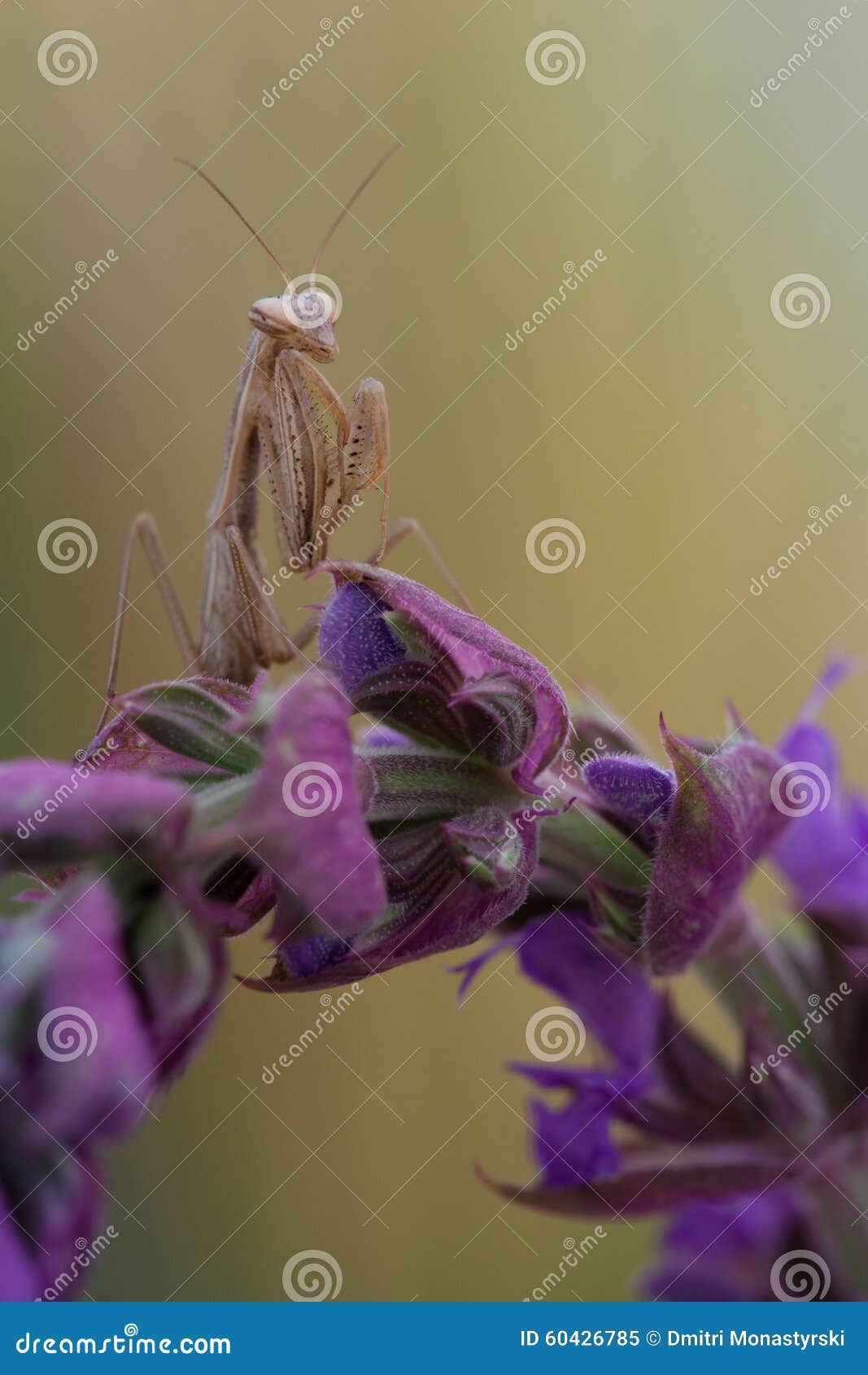 Mantis on the plant. stock image. Image of flower, gray - 60426785