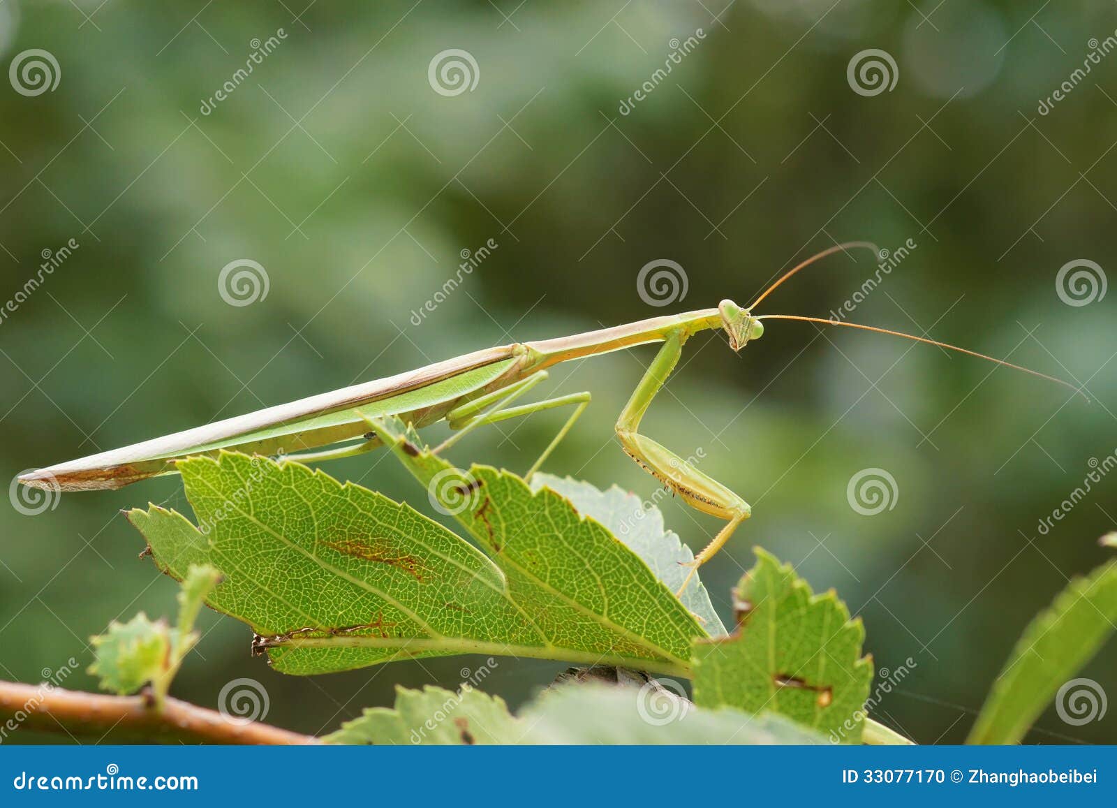 Mantis stock photo. Image of wildife, bugs, life, animal - 33077170