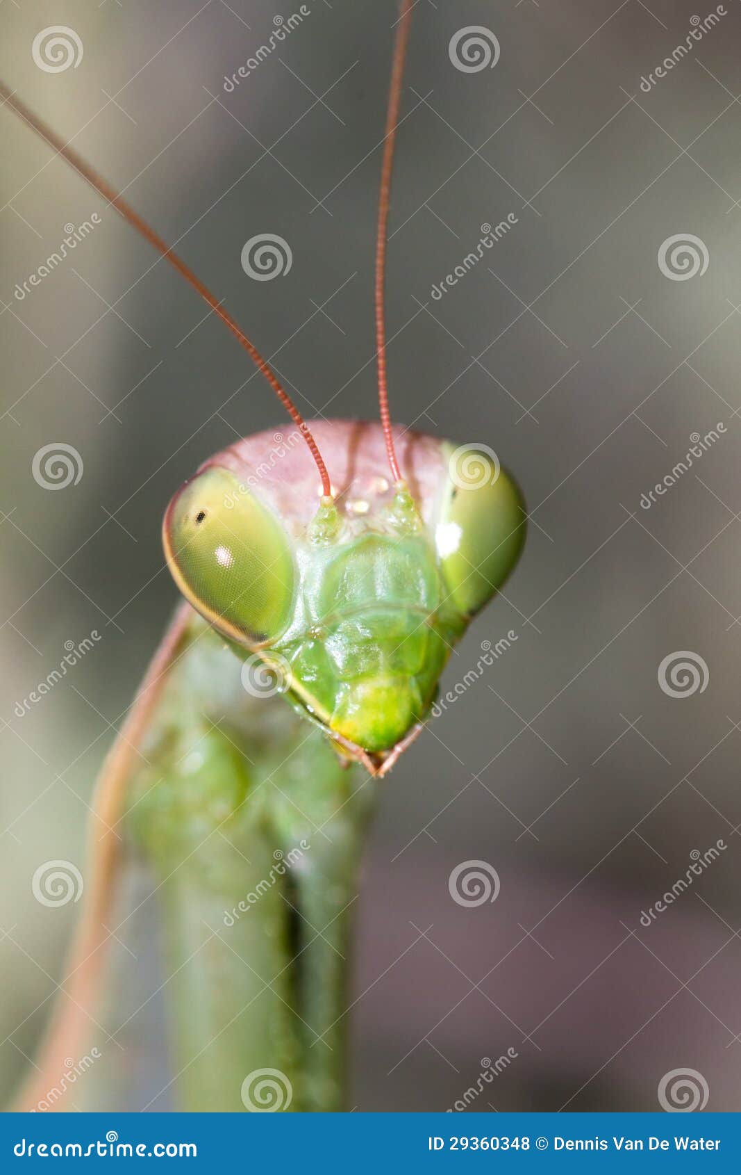 Mantis portrait stock photo. Image of mantis, wildlife - 29360348