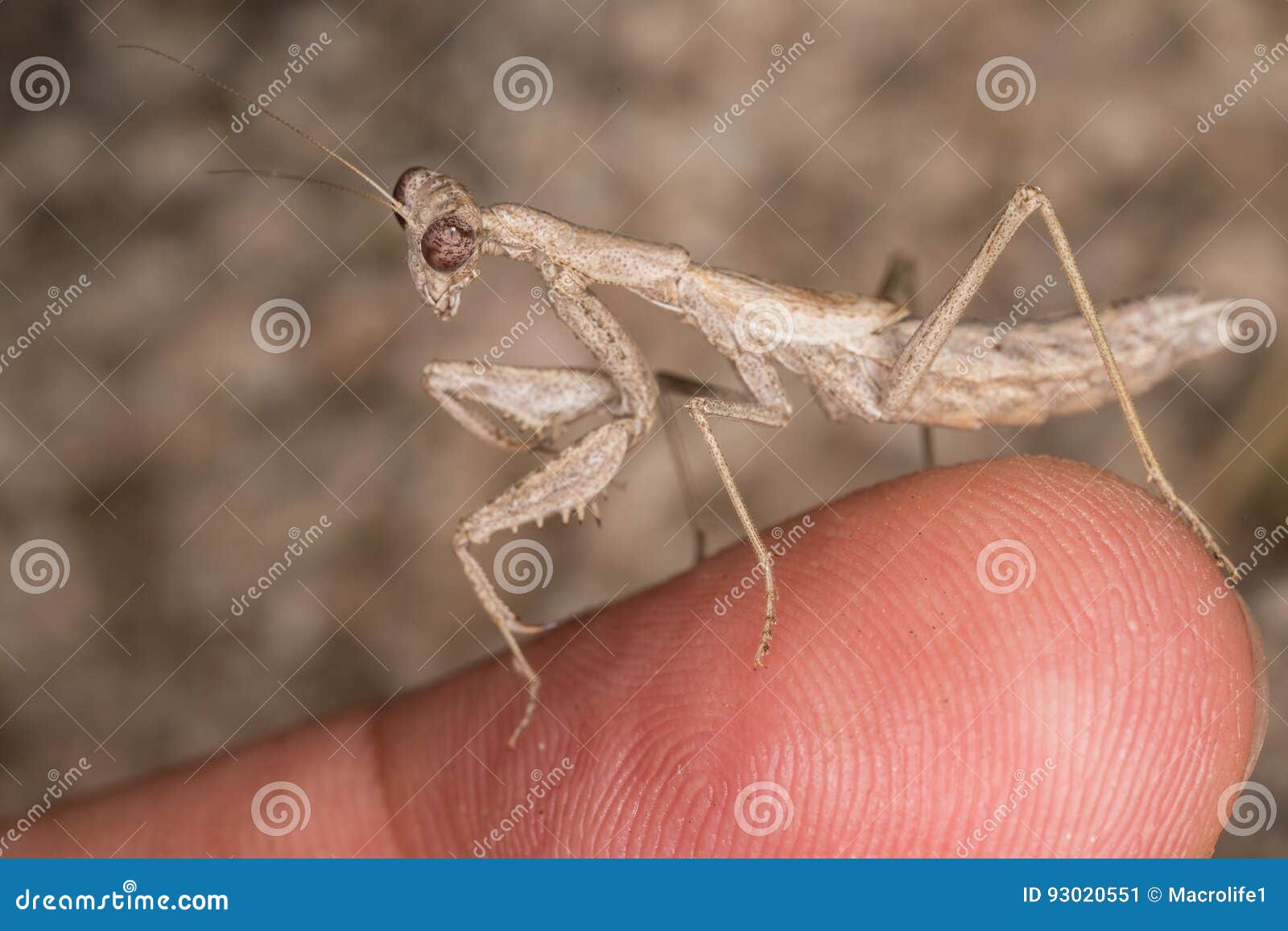 A mantis portrait stock image. Image of microscope, wildlife - 93020551