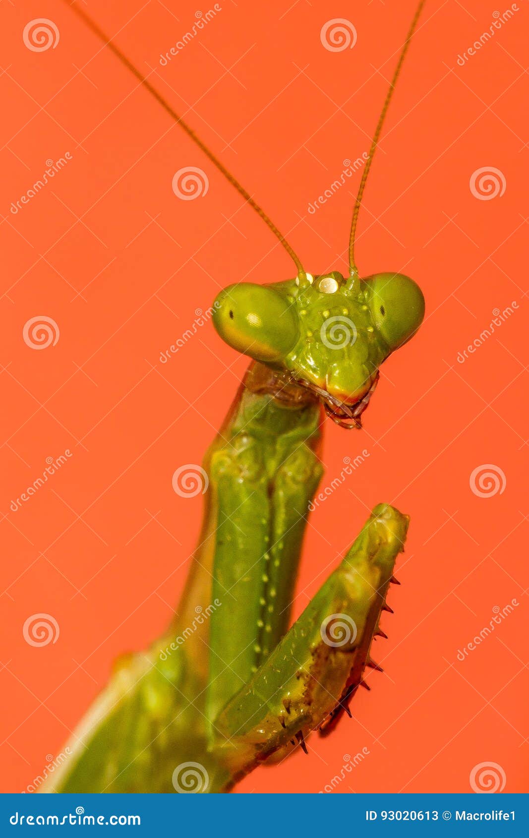 A mantis portrait stock image. Image of microscope, closeup - 93020613