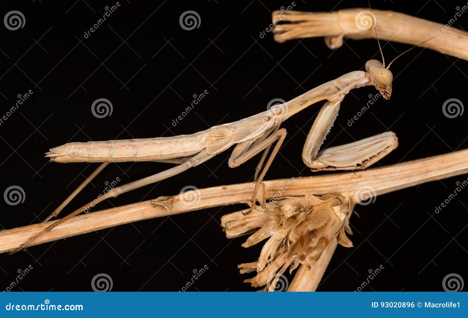 A mantis portrait stock photo. Image of mantodea, oratoria - 93020896