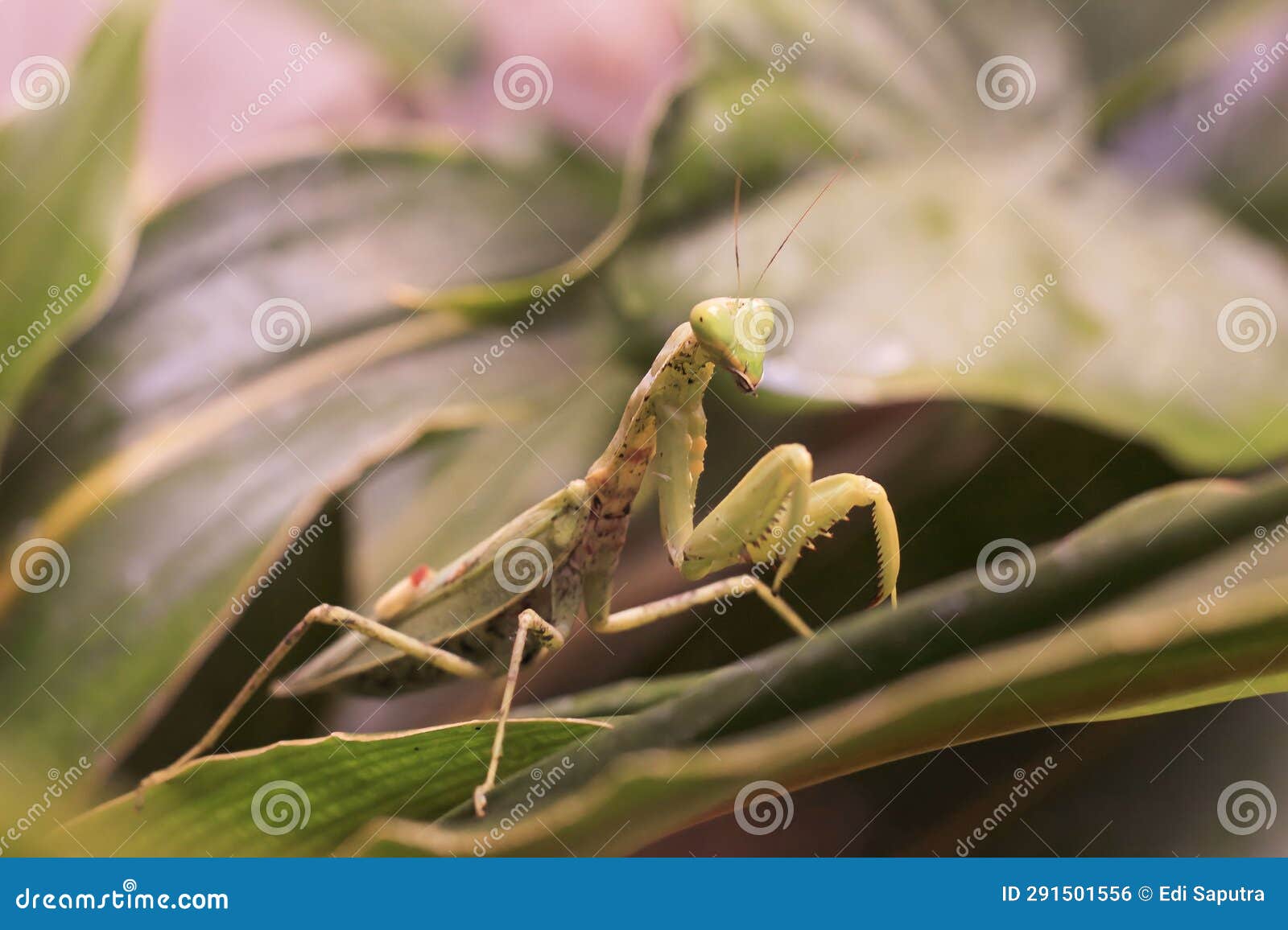 Mantis pose in a leaf stock photo. Image of pose, insect - 291501556
