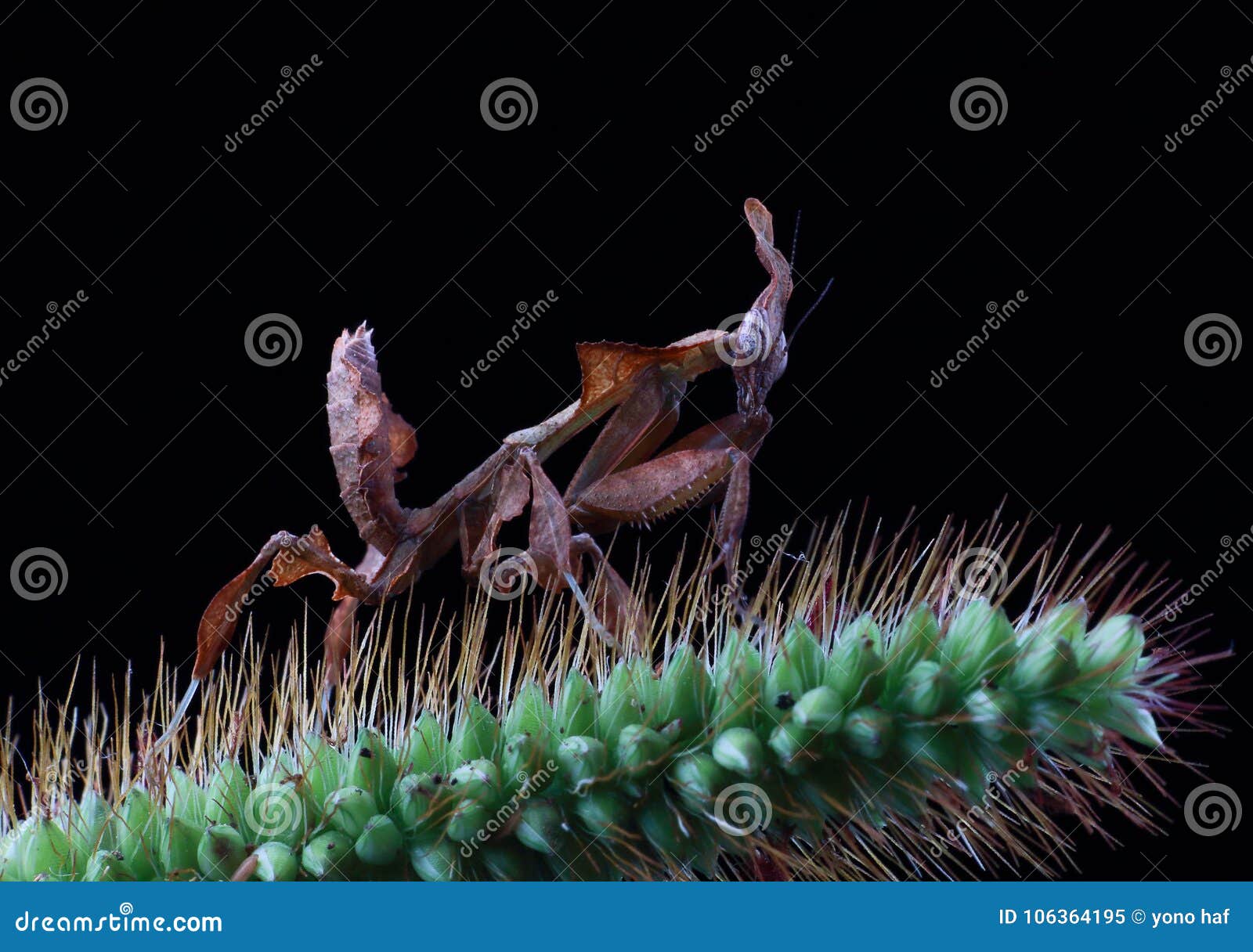 Mantis Photos And Wallpapers Royalty-Free Stock Photography ...