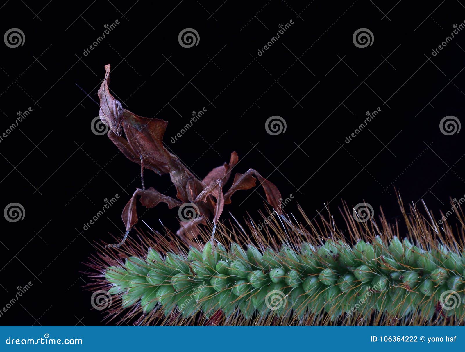 Mantis Photos And Wallpapers Royalty-Free Stock Photography ...
