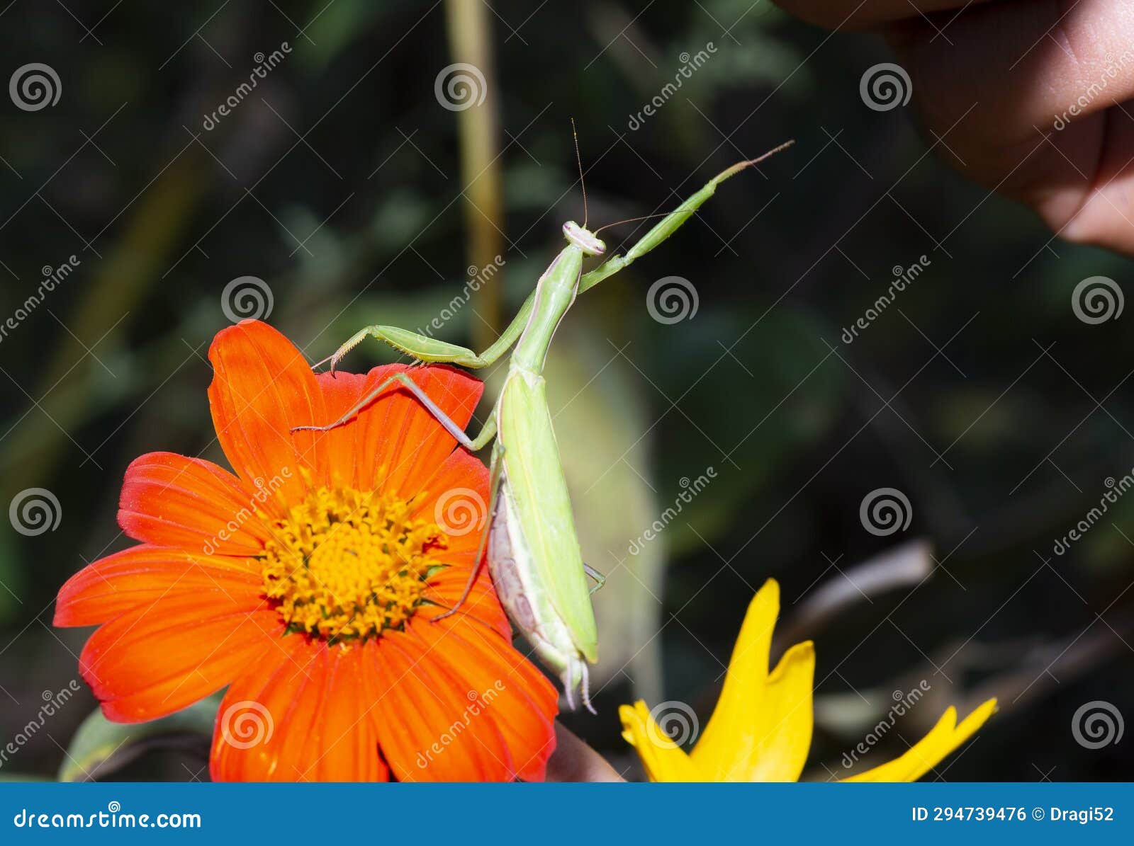 Mantis Posing in a Garden with Flowers and Grass Stock Photo - Image of ...