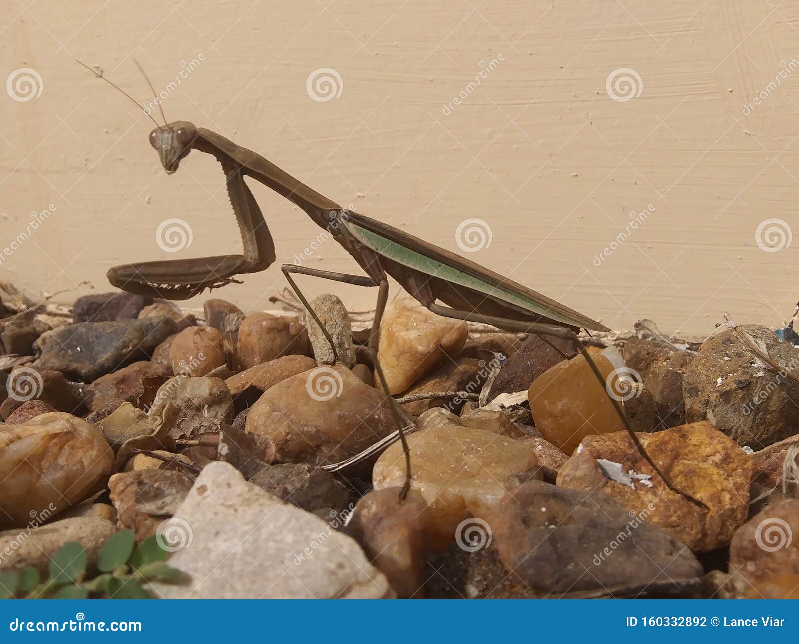 Mantis stock photo. Image of legend, pray, mantis, angel - 160332892
