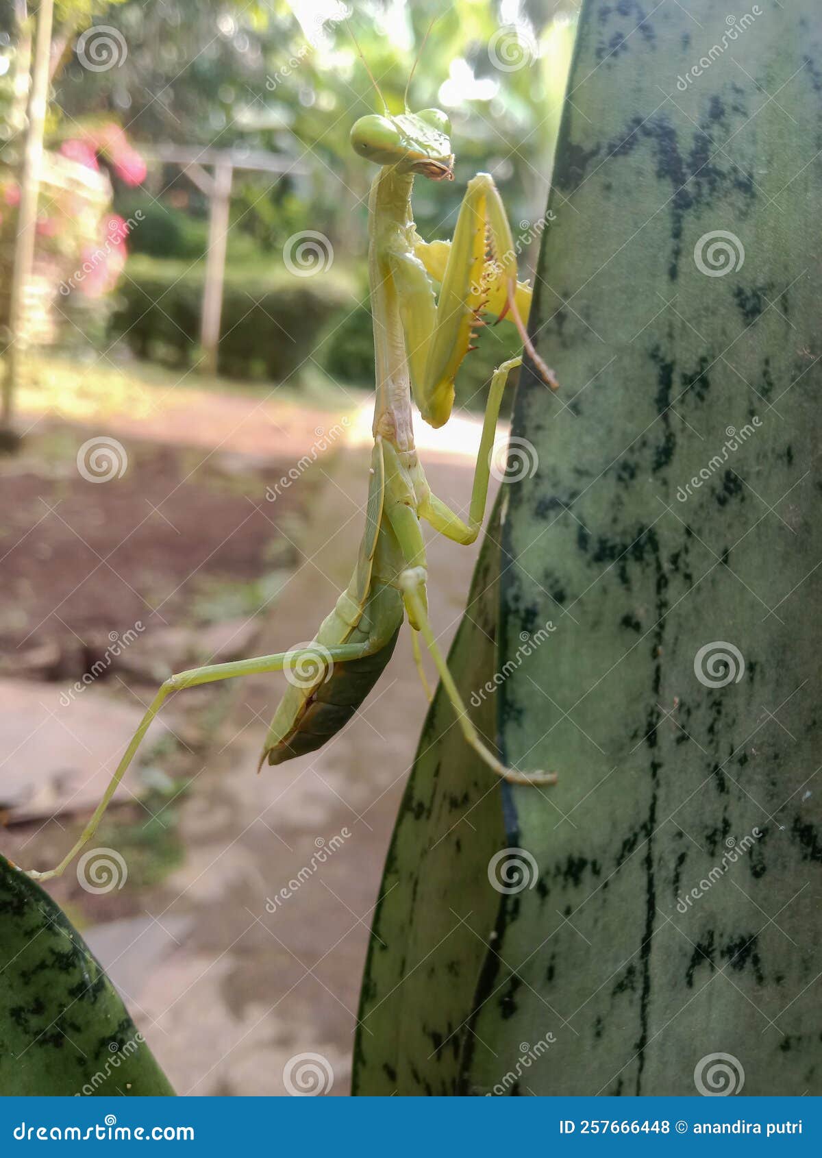 The Mantis or Praying Mantis is an Insect that Belongs To the Order ...