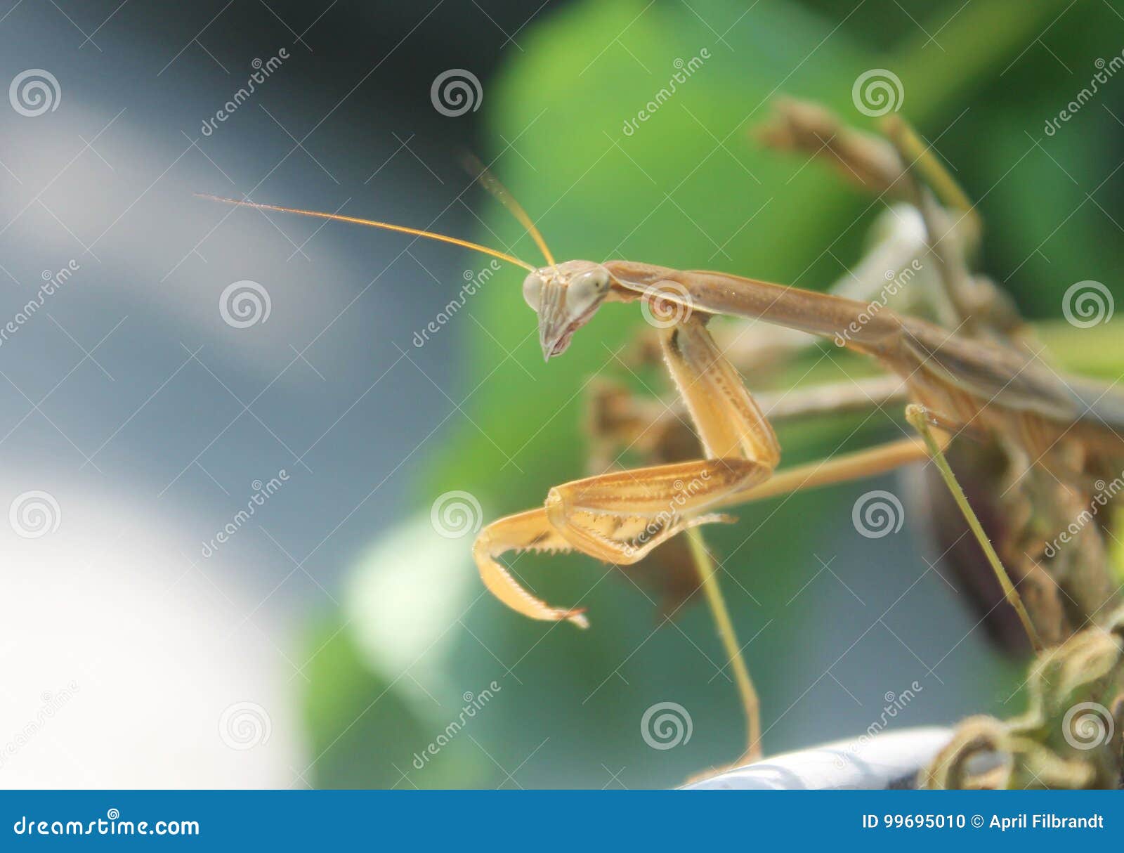 The Mantis stock photo. Image of natural, mantis, nature - 99695010
