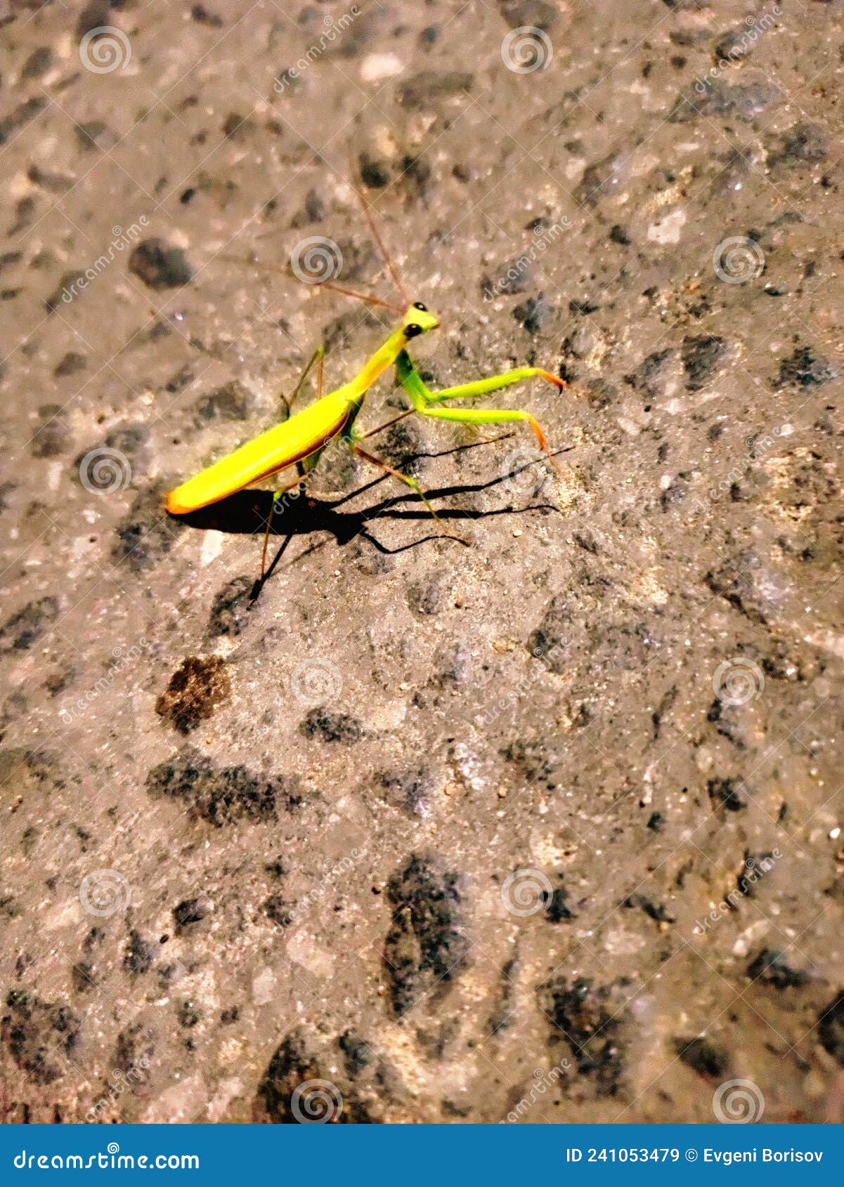 Mantis stock image. Image of yellow, wildlife, invertebrate - 241053479