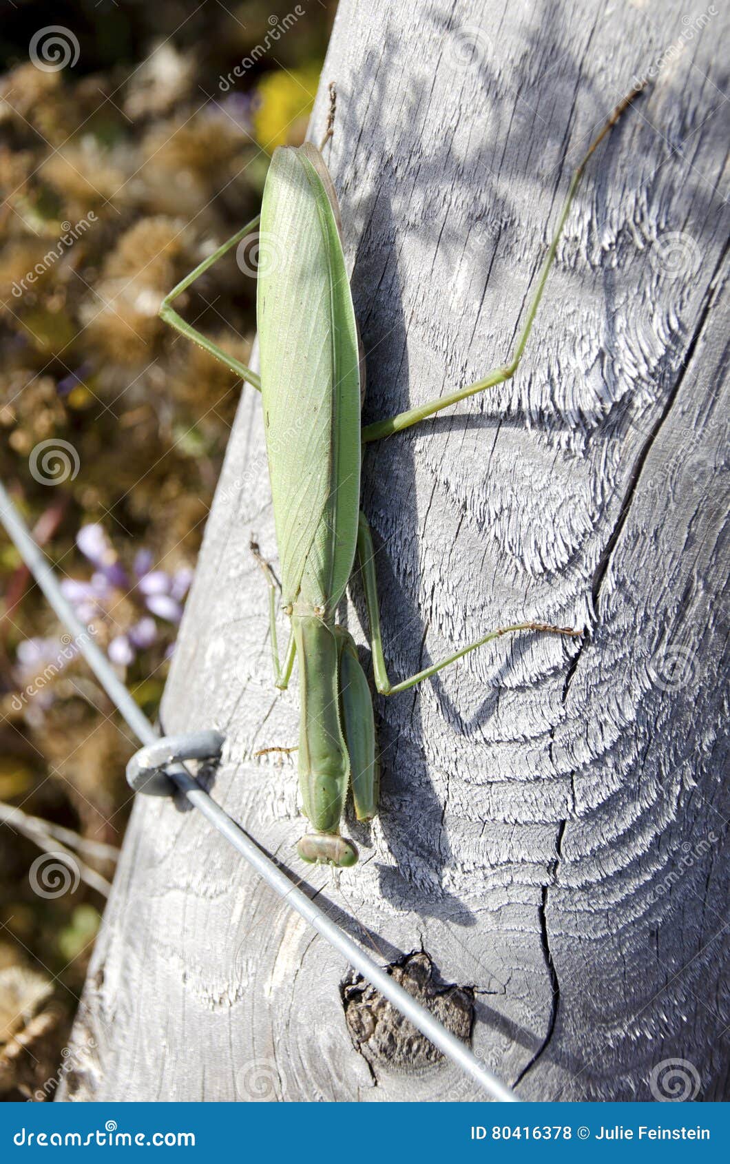 Mantis stock photo. Image of mantid, fence, insect, mantis - 80416378