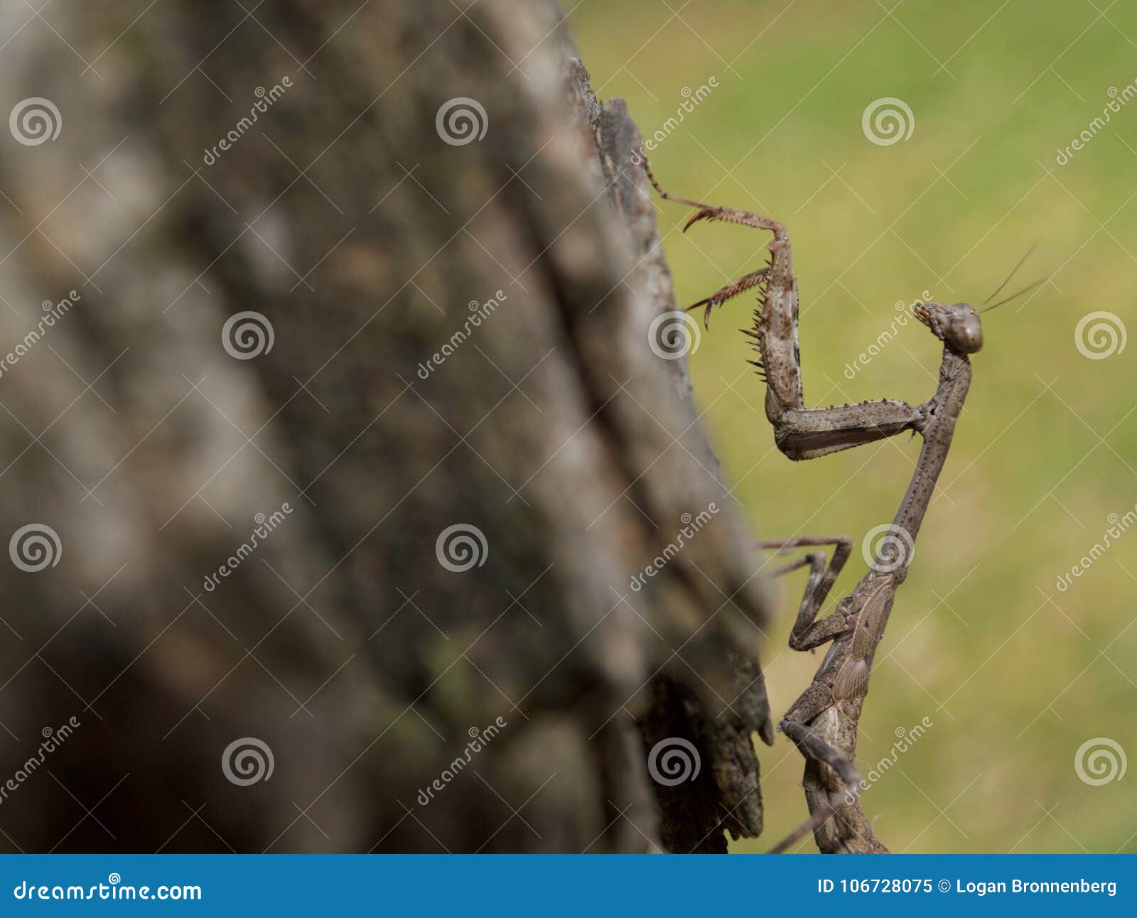 Mantis stock image. Image of tree, praying, mantis, prey - 106728075