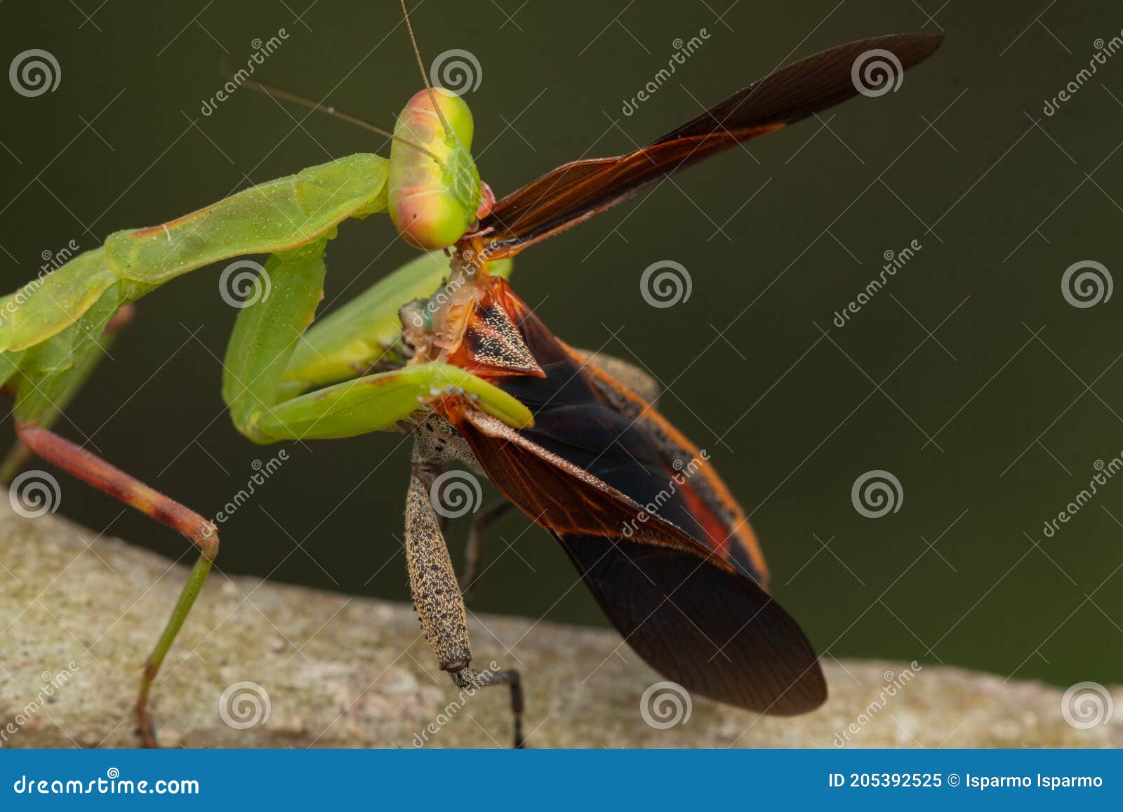 Mantis of Predator with it Prey Stock Image - Image of damselfly ...