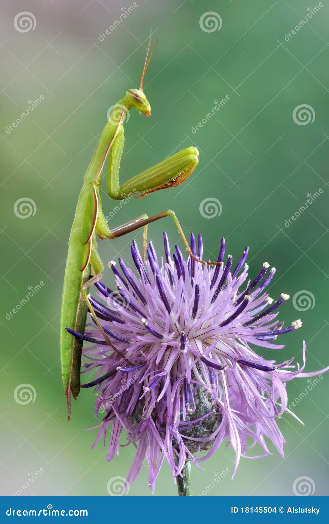 Mantis religiosa stock photo. Image of mantoptera, beautiful - 18145504