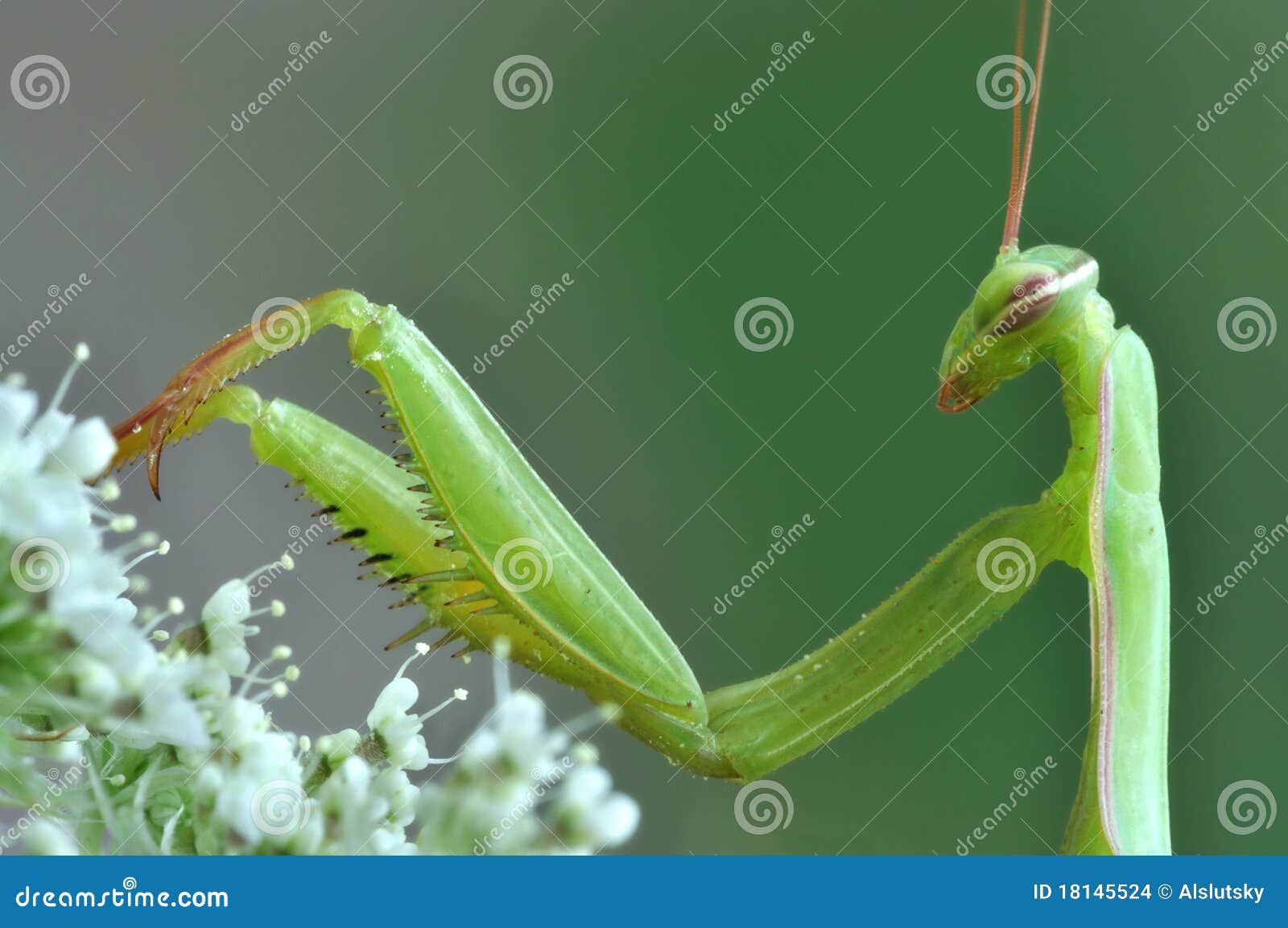 Mantis religiosa stock photo. Image of abdomen, bothersome - 18145524