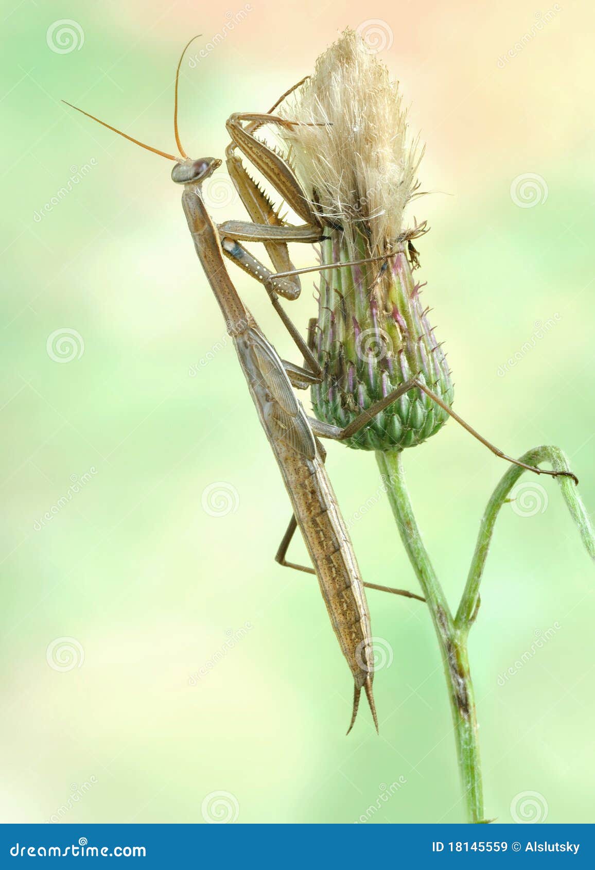 Mantis religiosa stock image. Image of mantidae, biology - 18145559